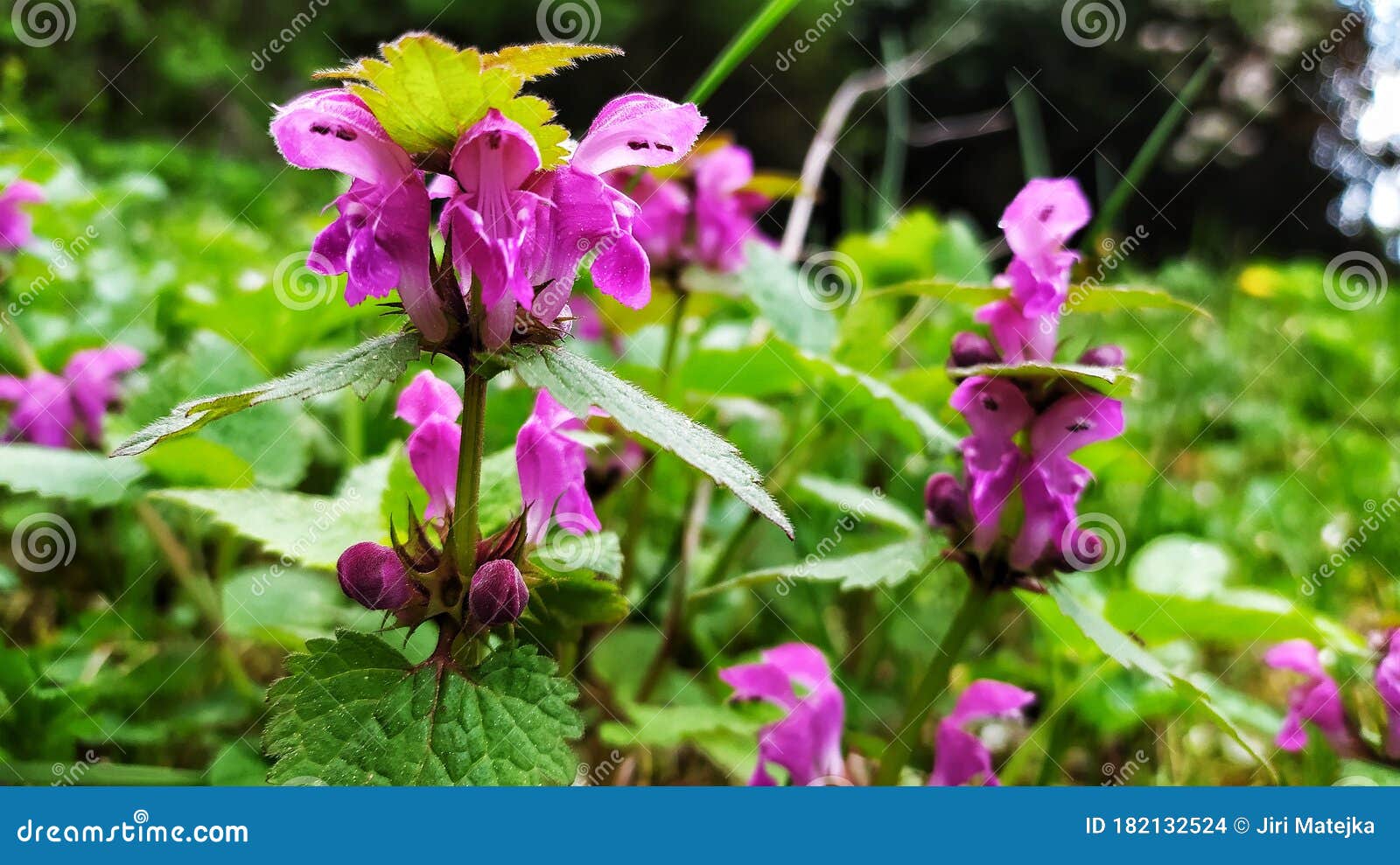 Purple dandelion flower stock photo. Image of plant - 182132524