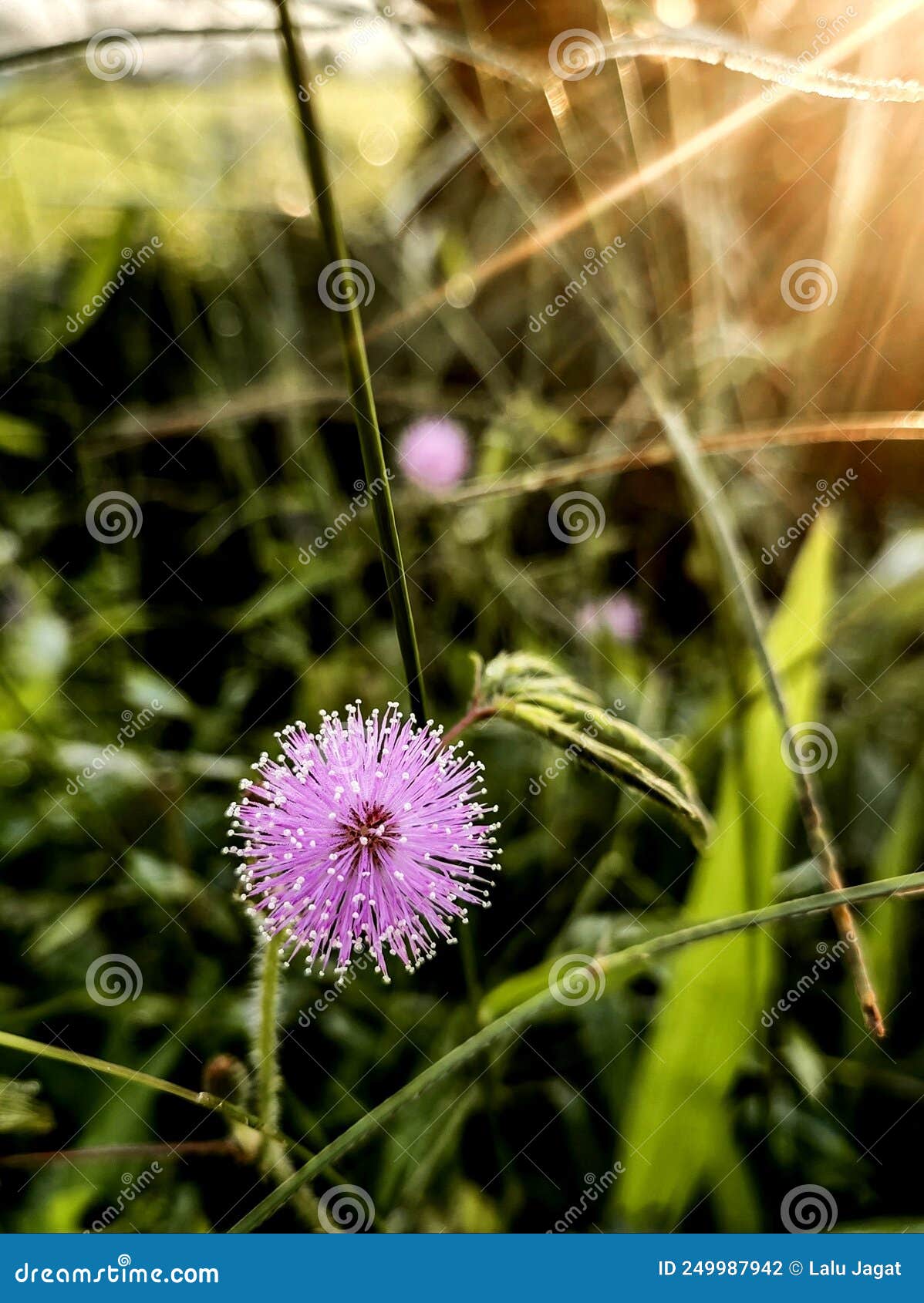 A Purple Dandelion Flower in the Park Stock Photo - Image of grassland ...