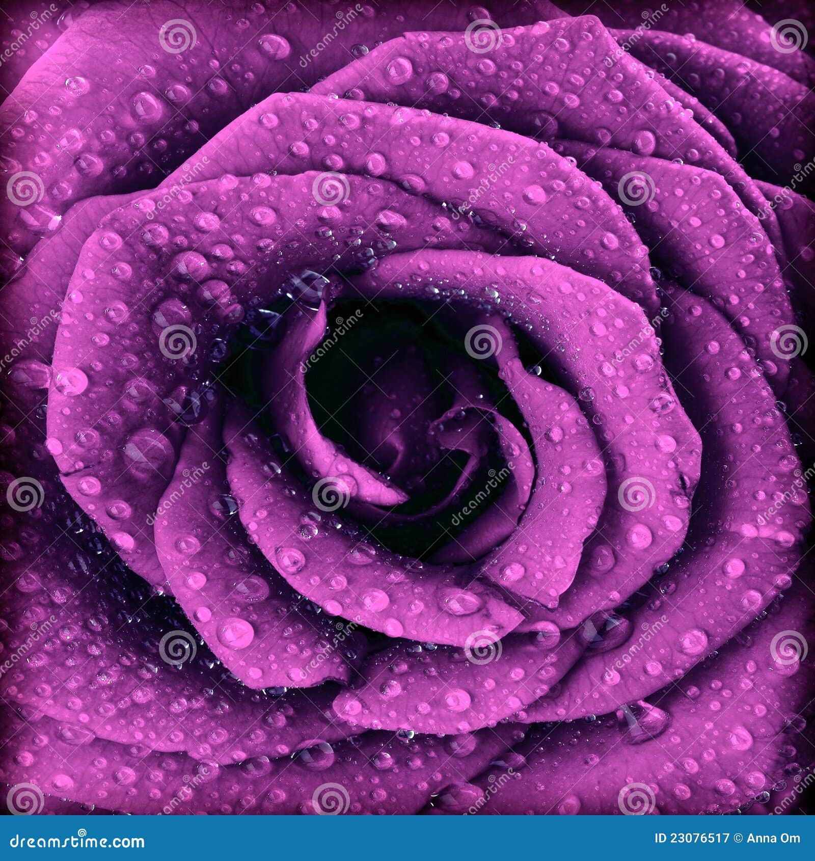 Dark Purple Roses Background