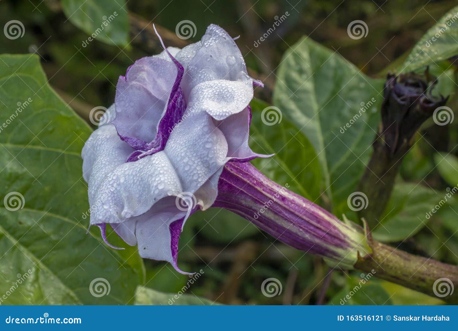 Purple Datura Flower with Dewdrop. Stock Image - Image of leaf, plant ...