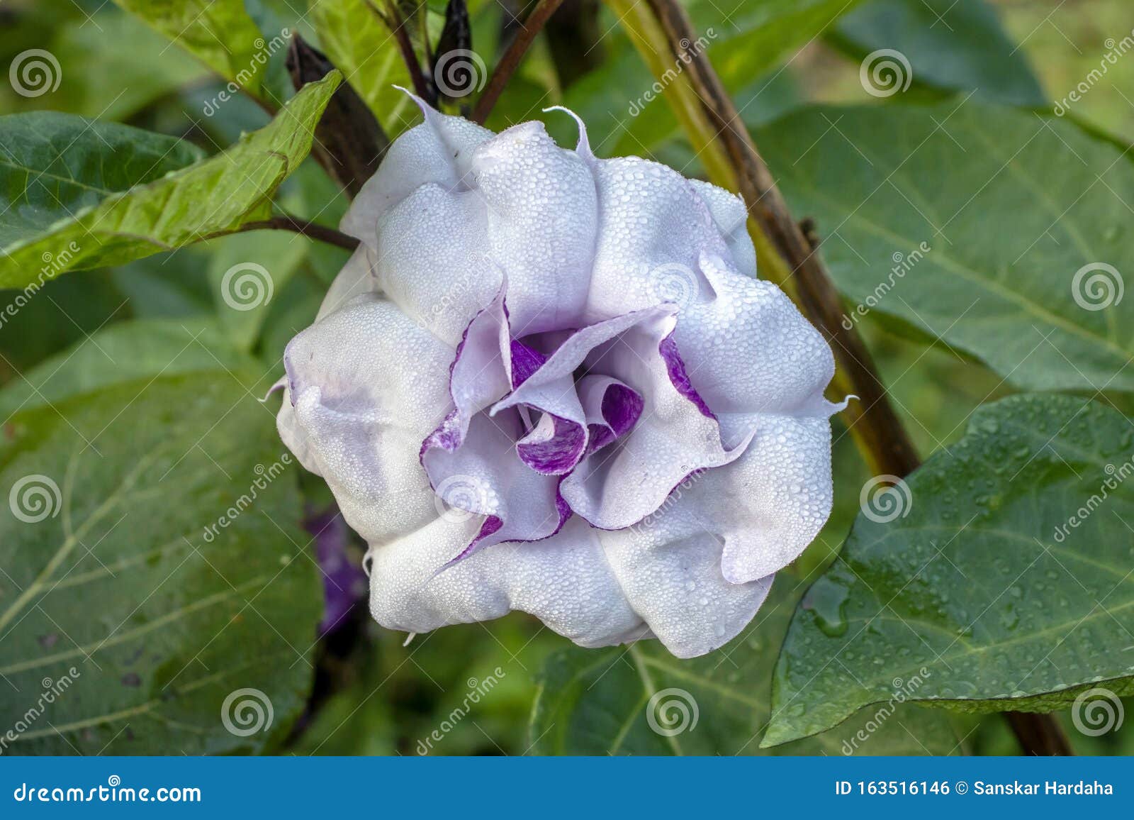 Purple Datura Flower with Dewdrop. Stock Photo - Image of outdoor ...