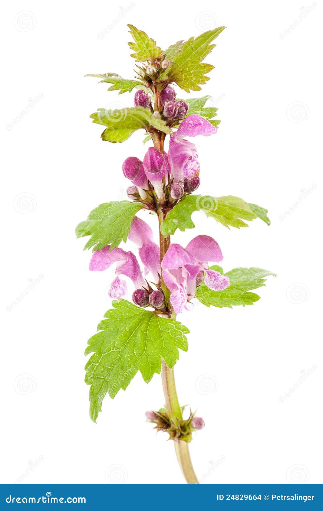Purple Dead-nettle stock photo. Image of colorful, flower - 24829664
