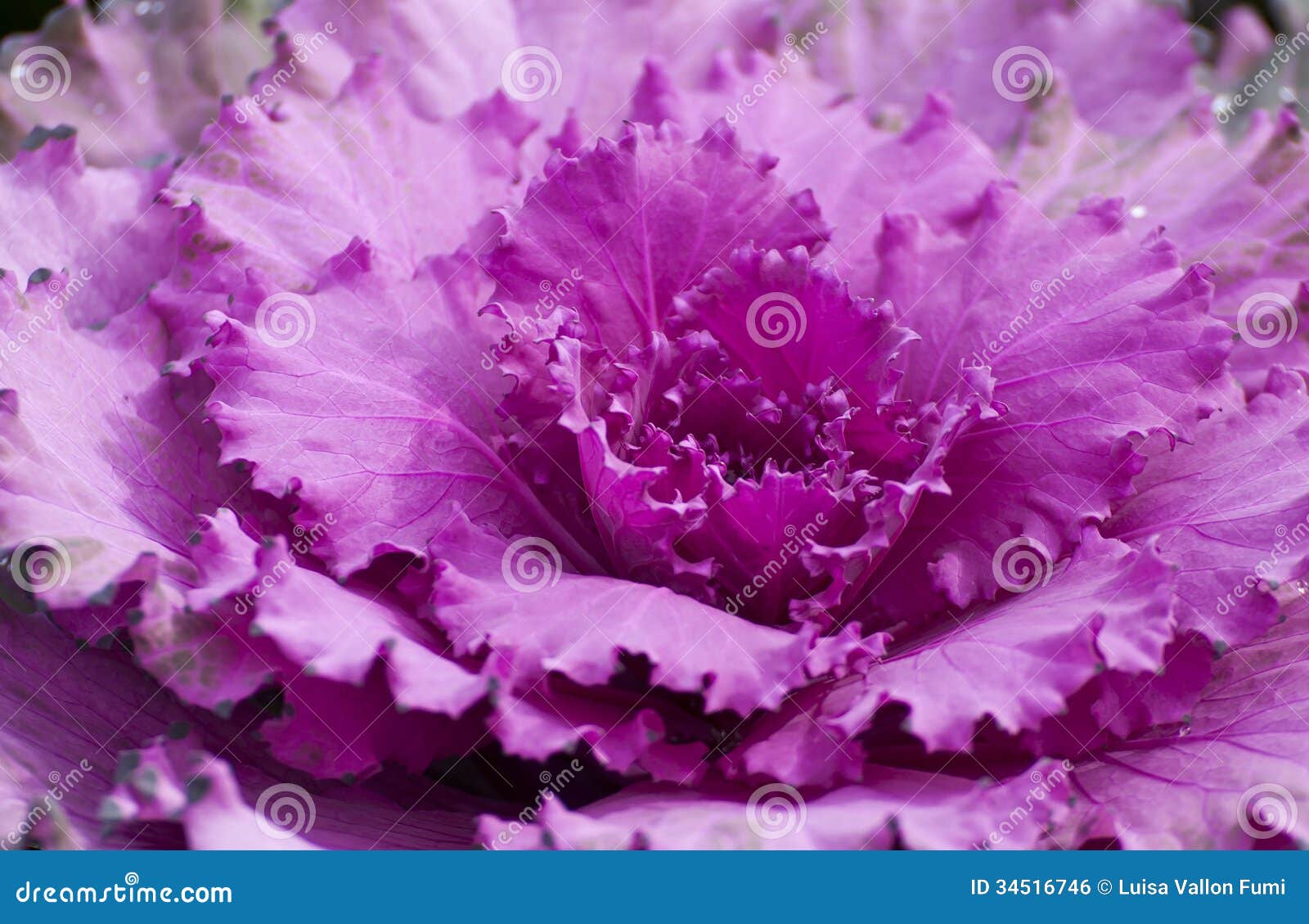 Purple Decorative Cabbage Flower Stock Photo - Image of bloom, beautiful: 34516746