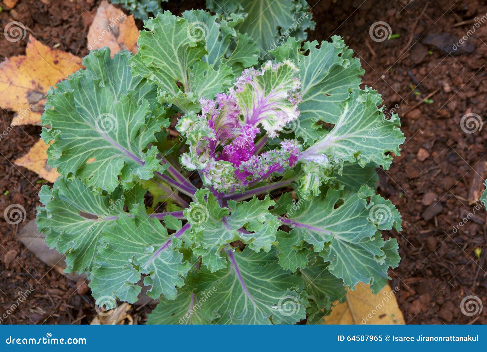 Purple Decorative Cabbage in a Garden Stock Image - Image of closeup ...
