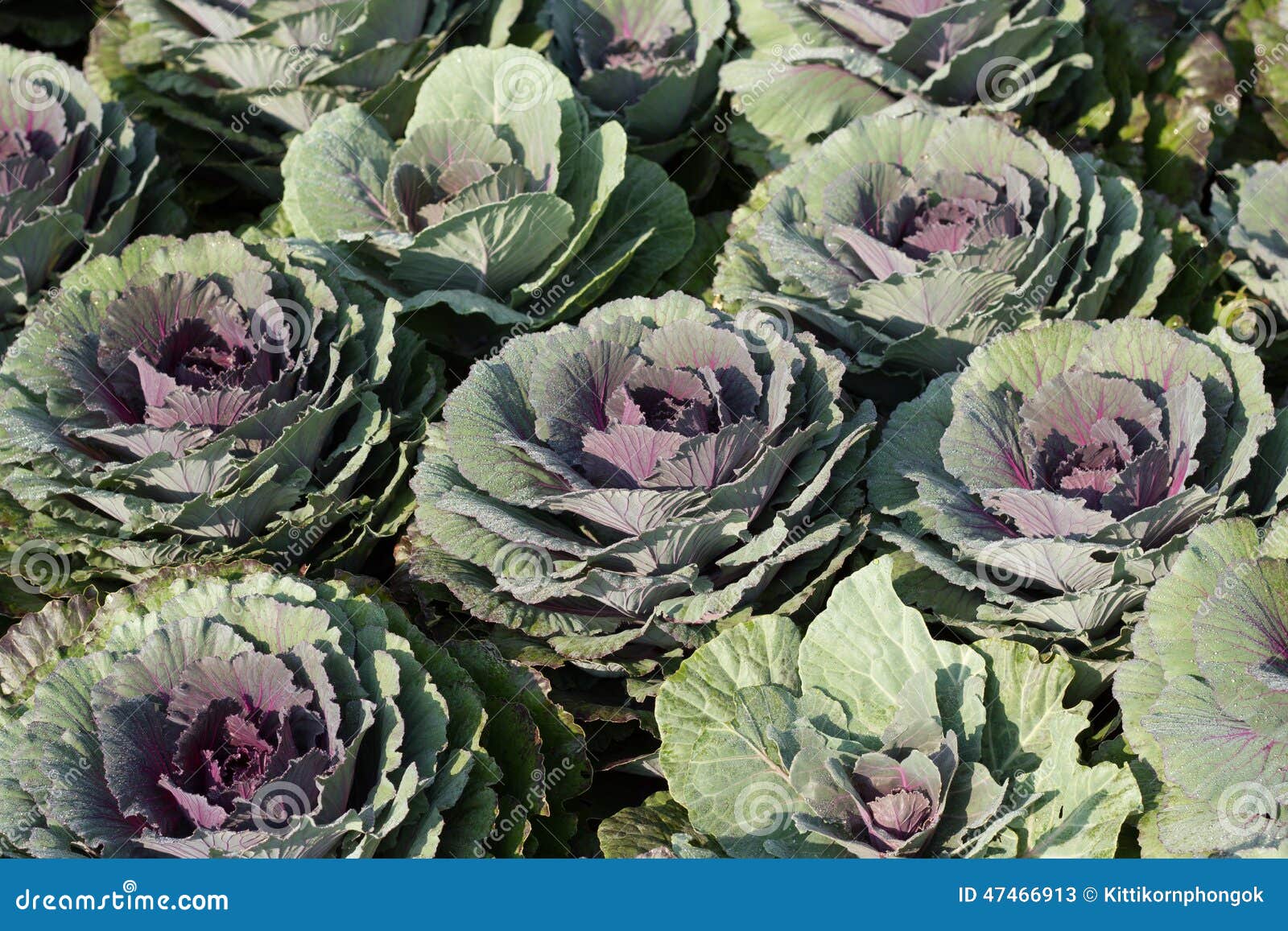 Purple Decorative Ornamental Cabbage Roses. Stock Image - Image of ...