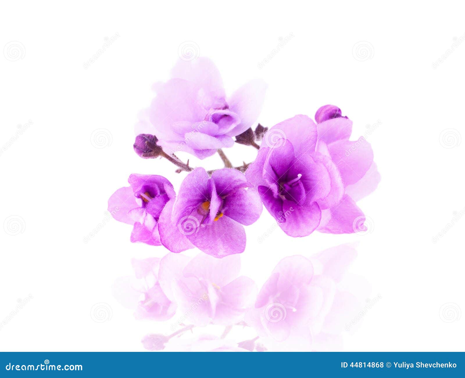 Purple Delicate Violet Flower Stock Photo - Image of branch ...