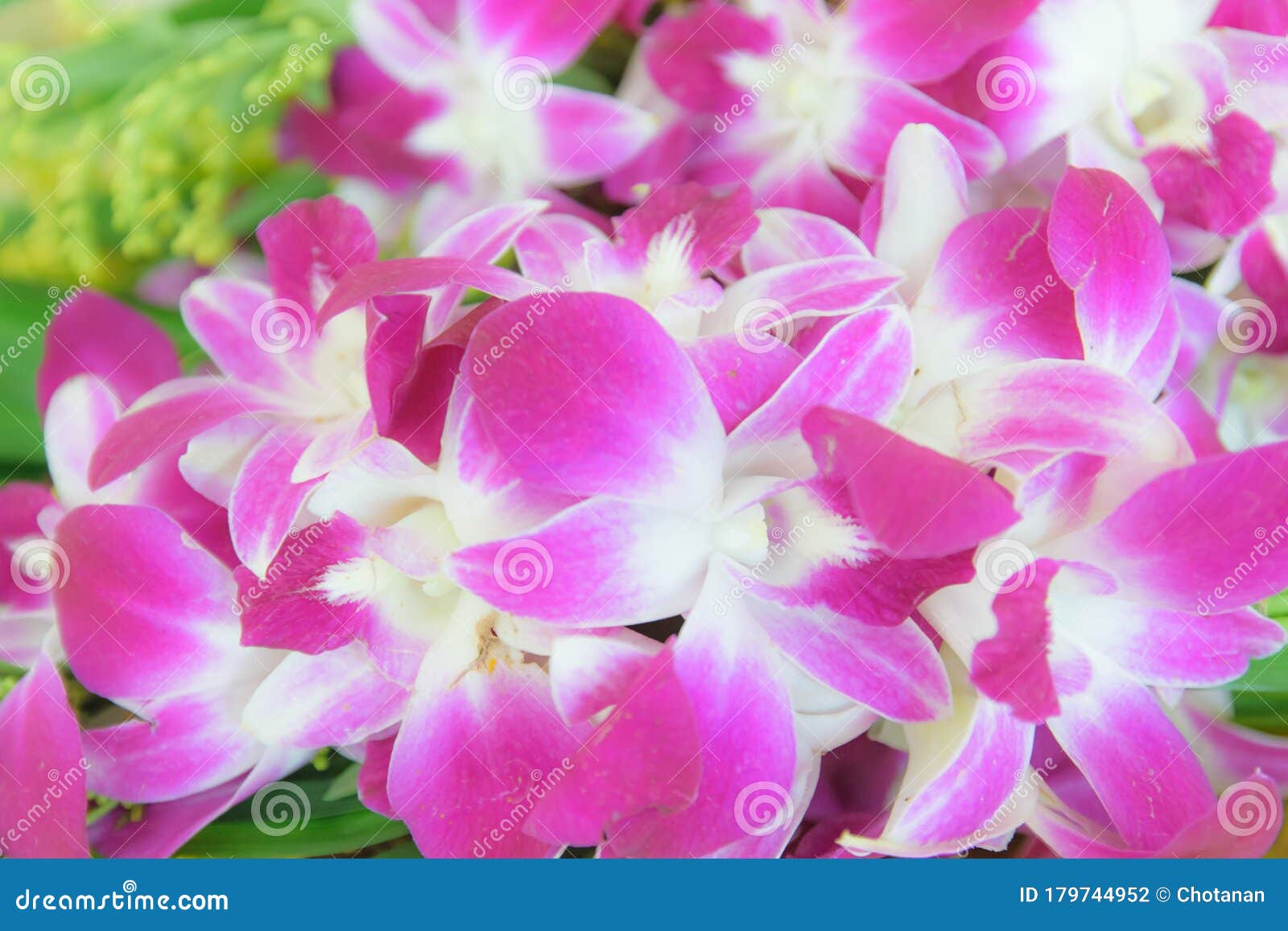 Purple dendrobium stock photo. Image of natural, nature - 179744952