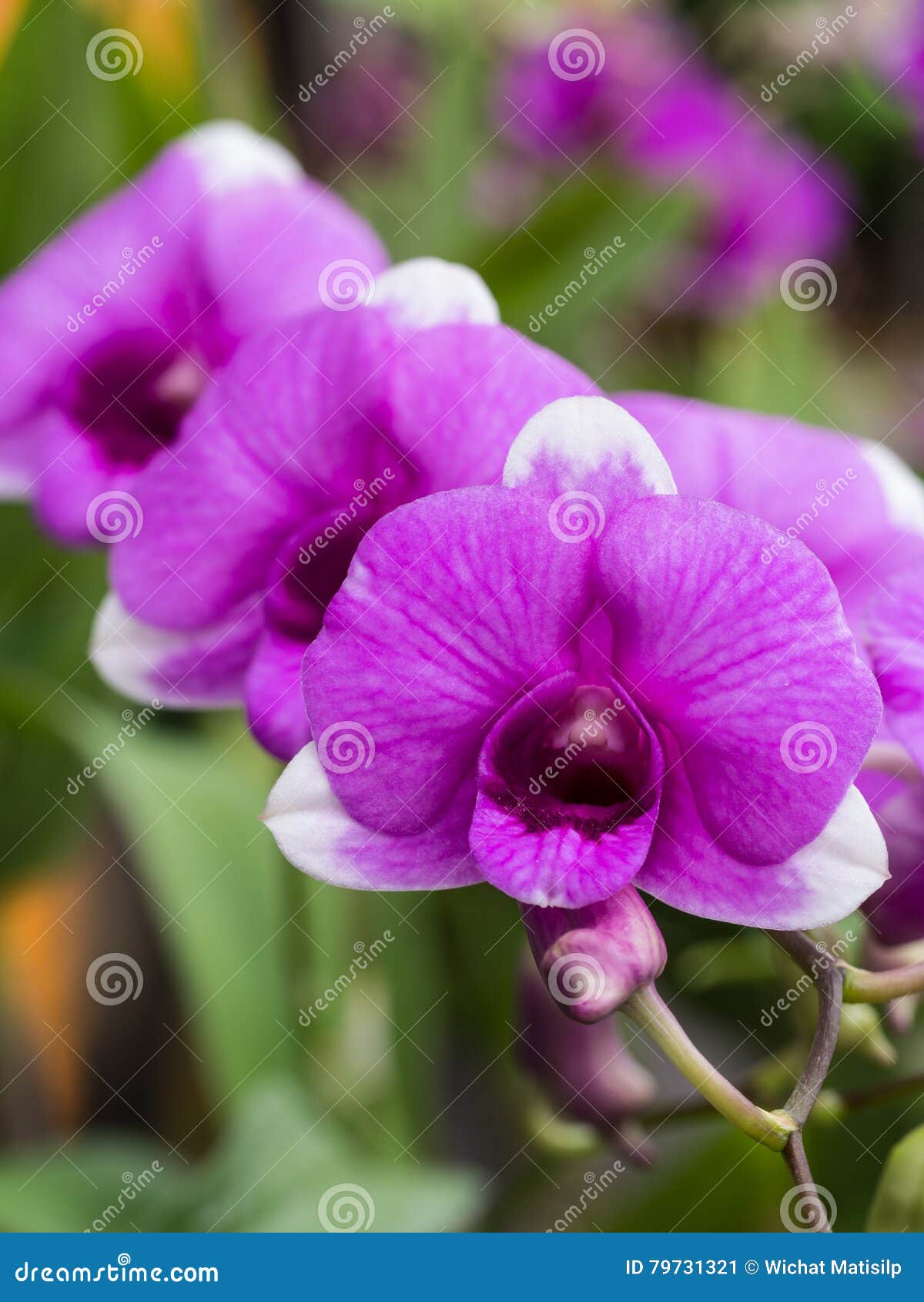 Purple Dendrobium Orchid stock image. Image of close - 79731321