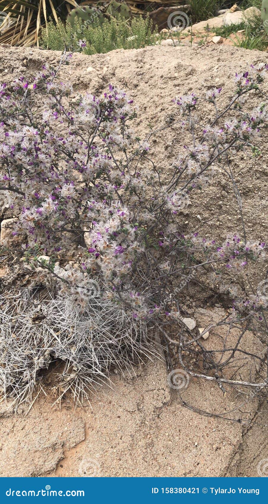 Purple desert stock image. Image of dead, purple, flower - 158380421