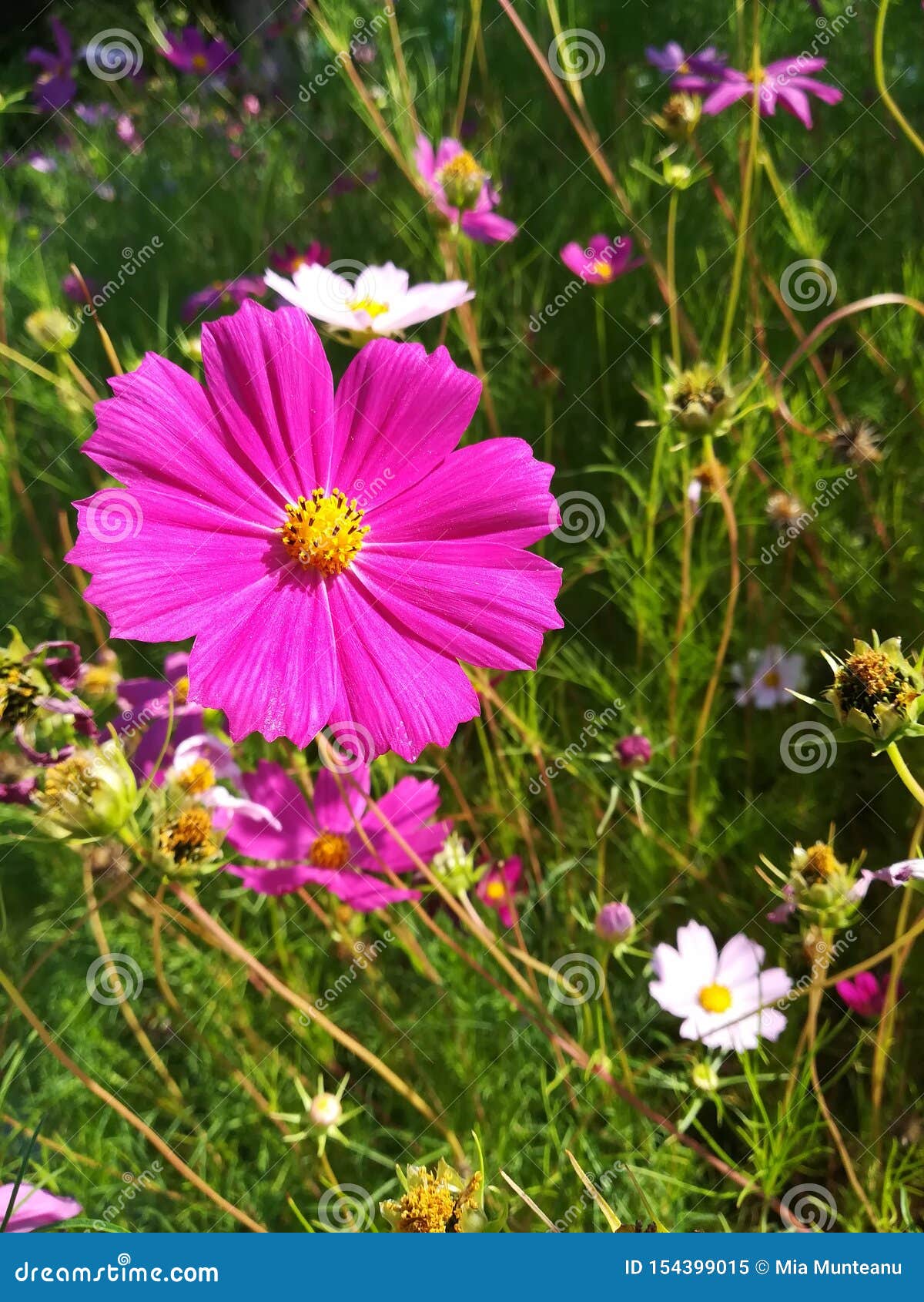 Purple divine flower stock image. Image of summer, garden - 154399015