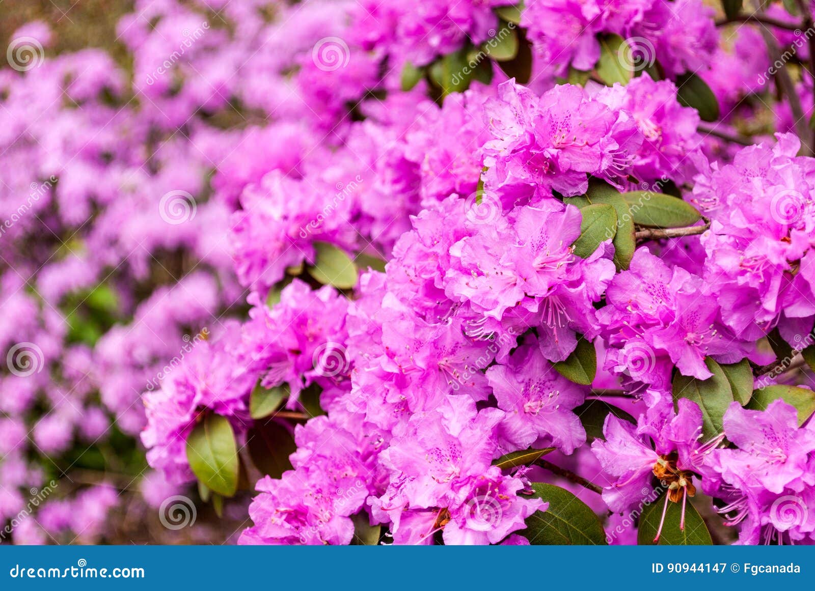 Purple Double Azalea Flowers. Stock Image - Image of botanical, blossom ...