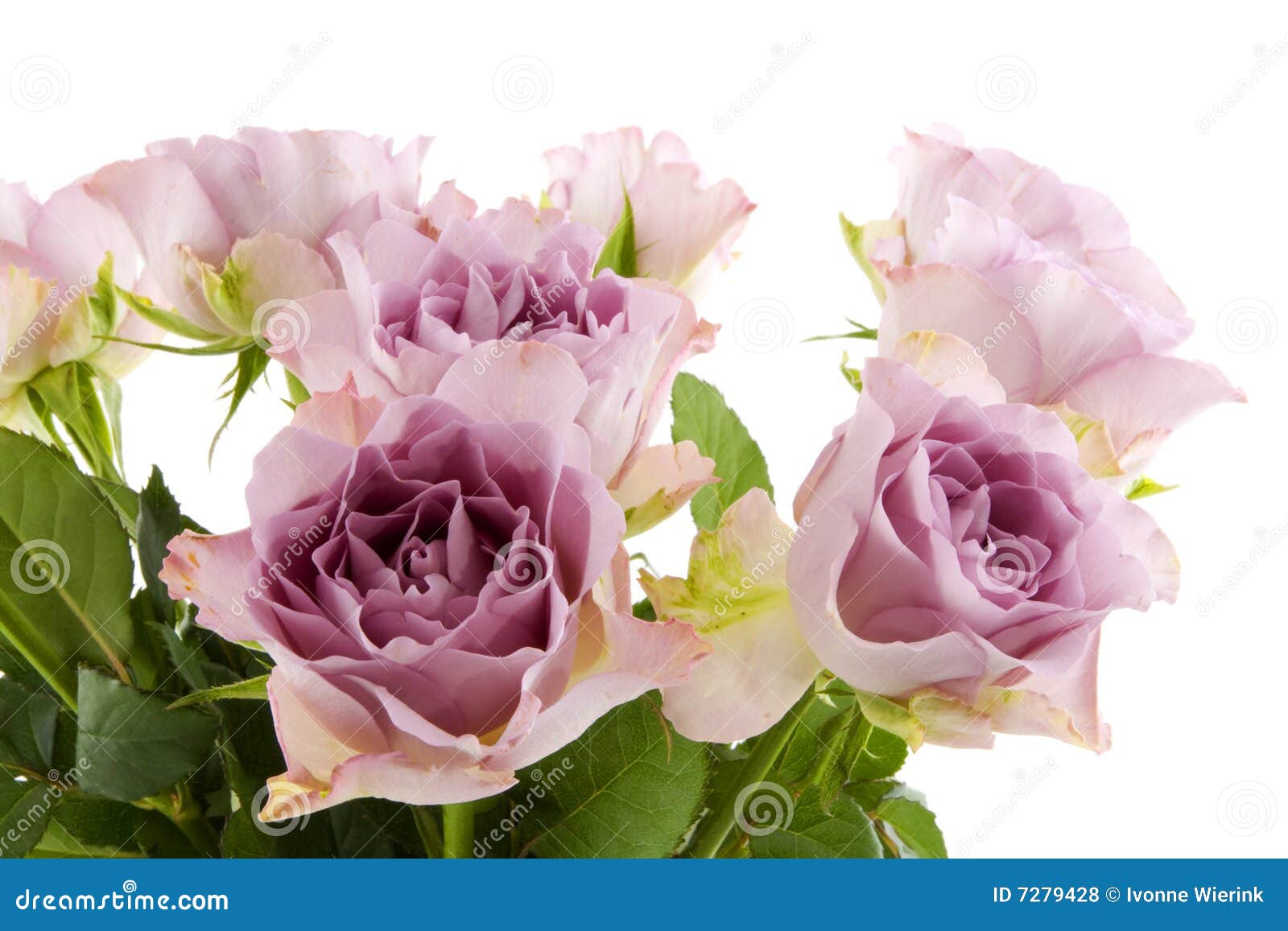 Purple double roses stock photo. Image of beautyful, nature - 7279428