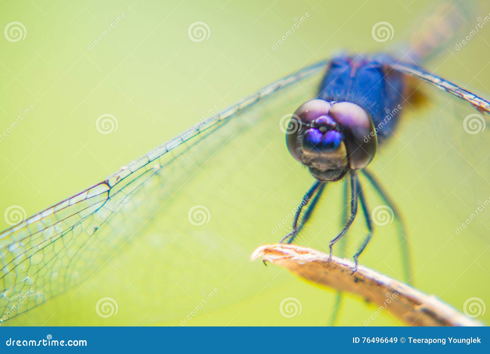 Purple Dragonfly Perched on Twigs. Stock Image - Image of wild ...