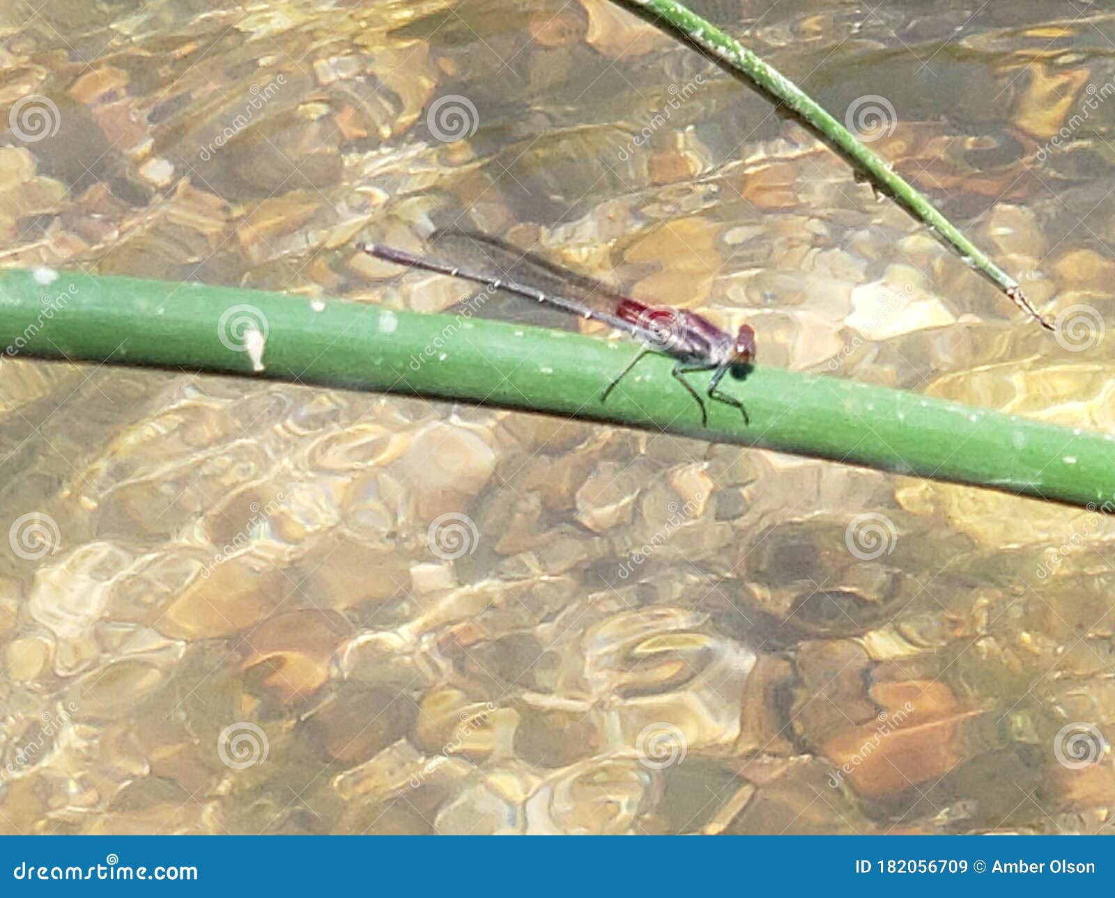 Purple Dragonfly Sitting Above the Water Stock Image - Image of ...
