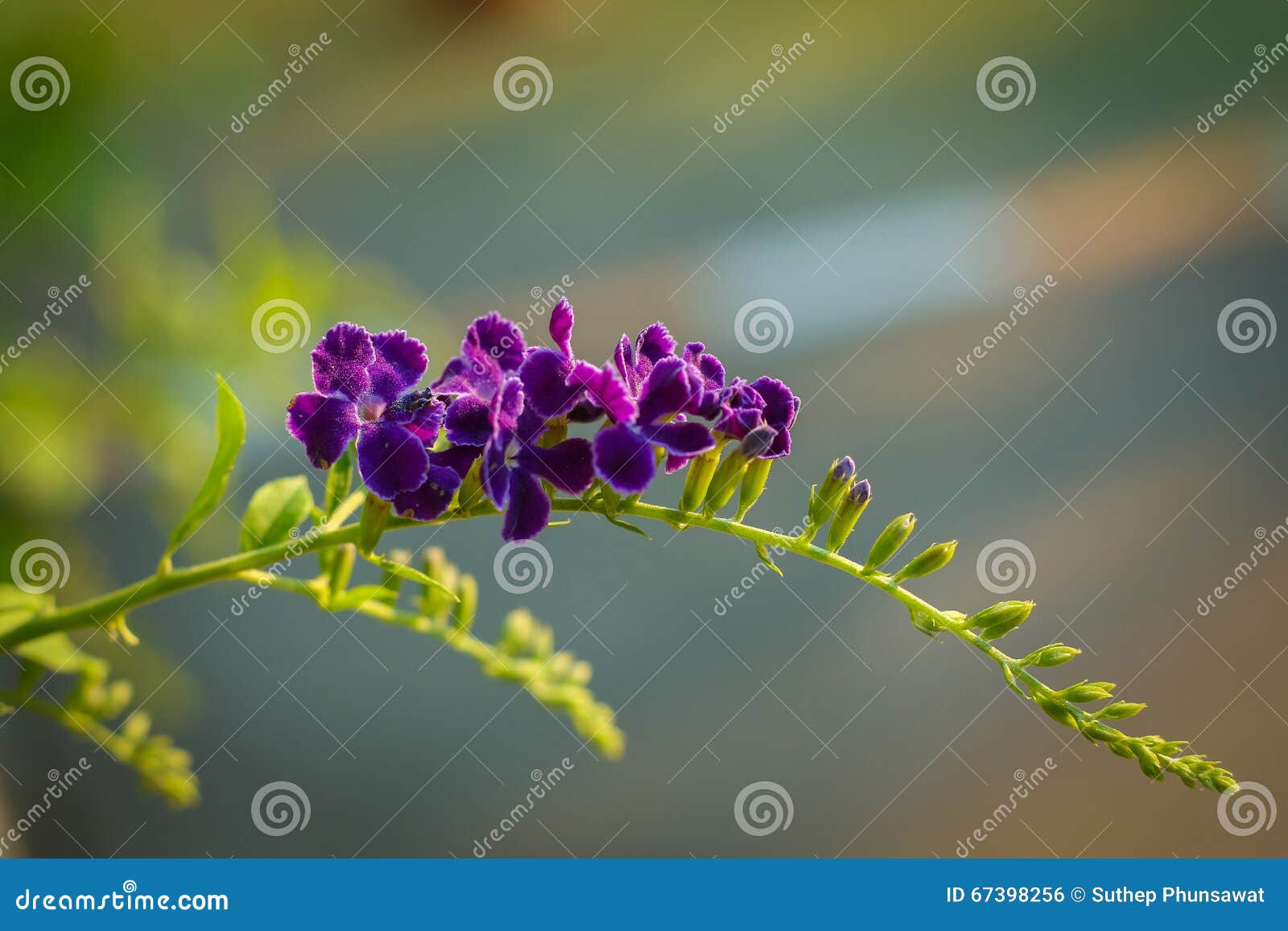 Purple Duranta Erecta Flowers On Duranta Erecta Tree Royalty-Free Stock ...