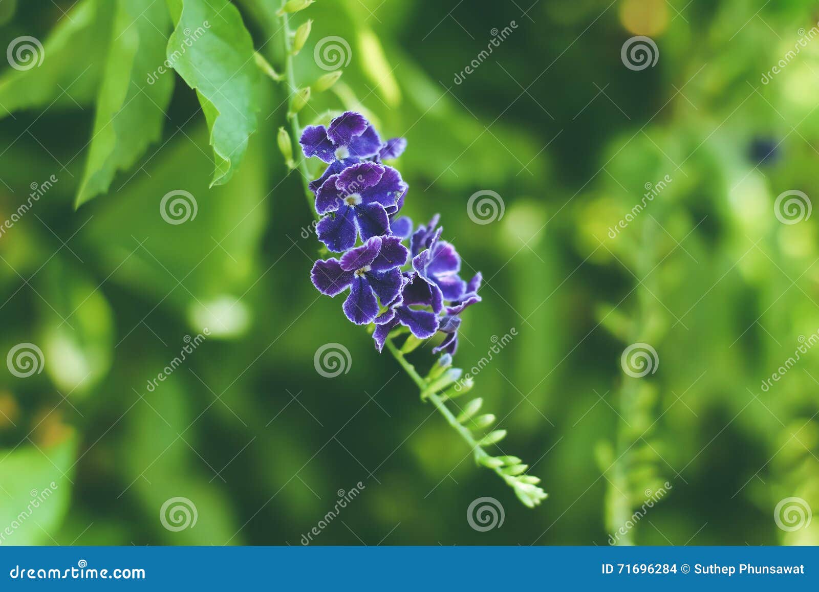 Purple Duranta Erecta Flowers on Duranta Tree Stock Photo - Image of ...