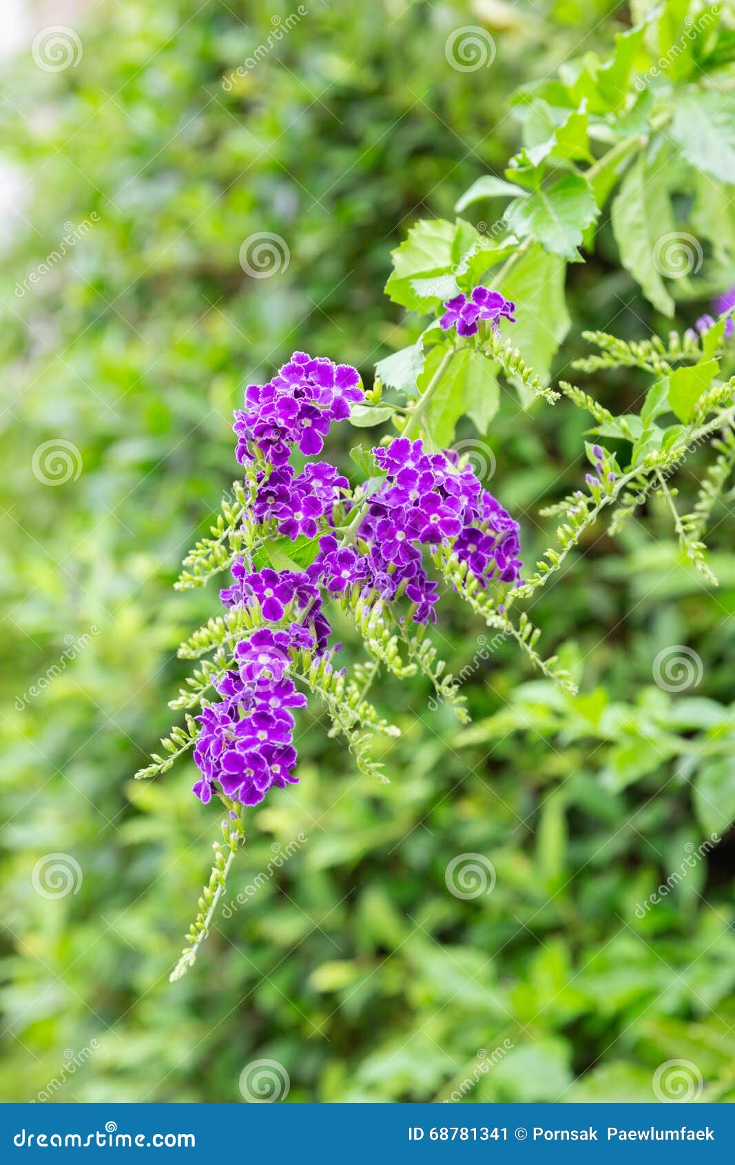 Purple Duranta Erecta Flowers On Duranta Erecta Tree Royalty-Free Stock ...