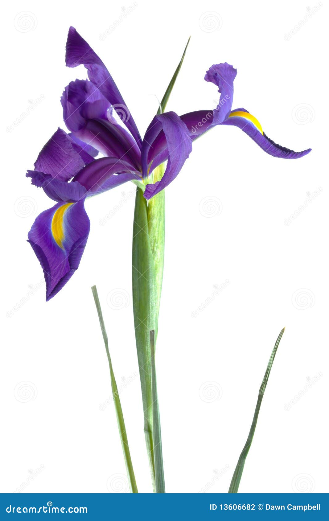 Purple Dutch Iris Against White Stock Photo - Image of background ...