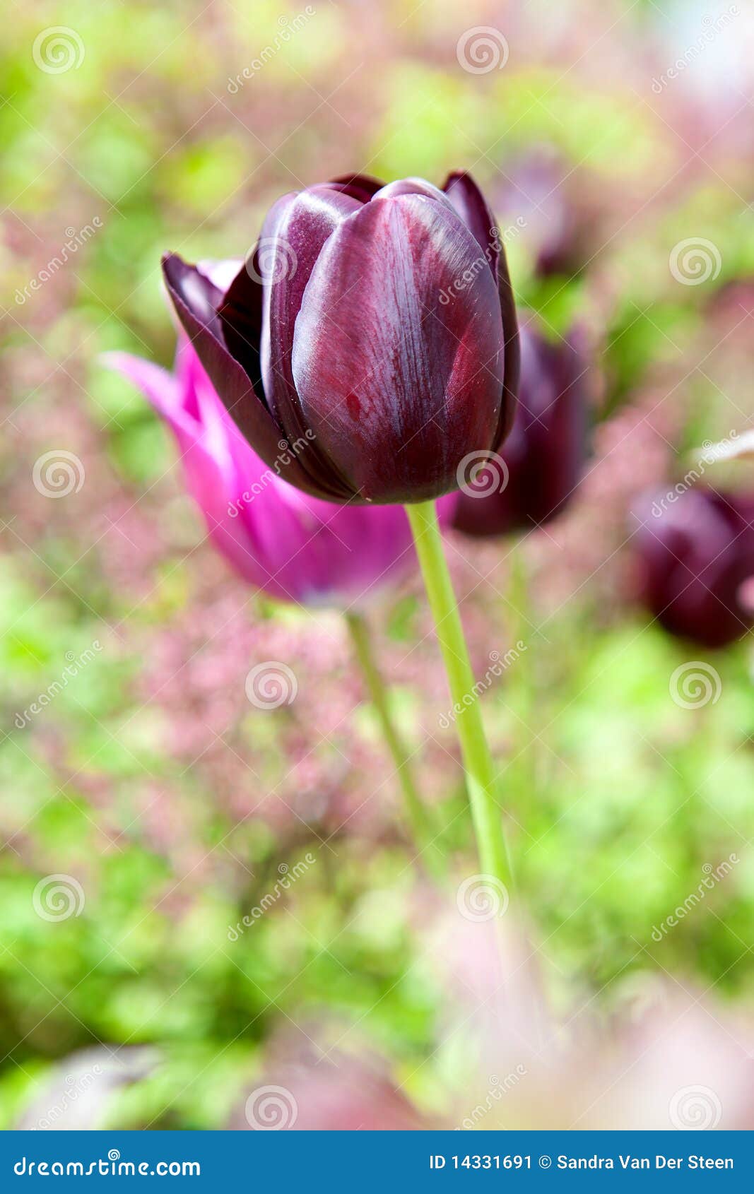 Purple Dutch tulip stock image. Image of floral, flowers - 14331691