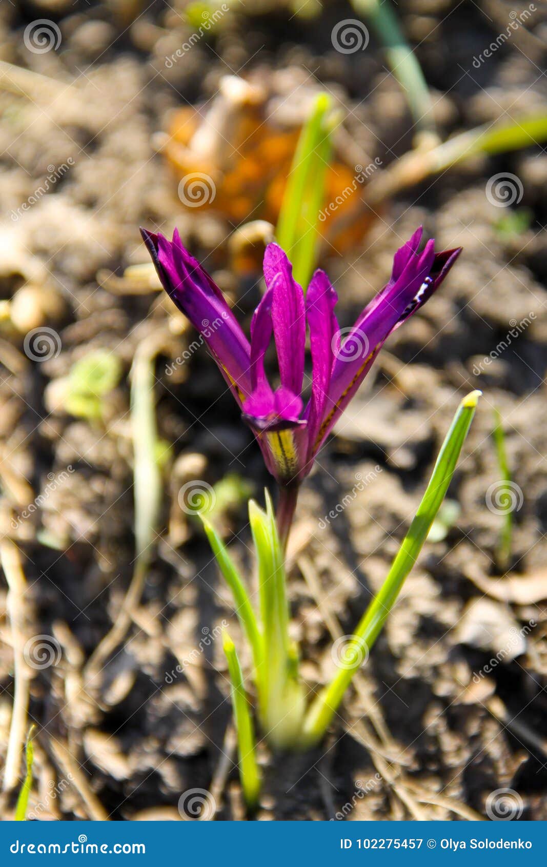 Purple dwarf iris flower stock image. Image of botany - 102275457
