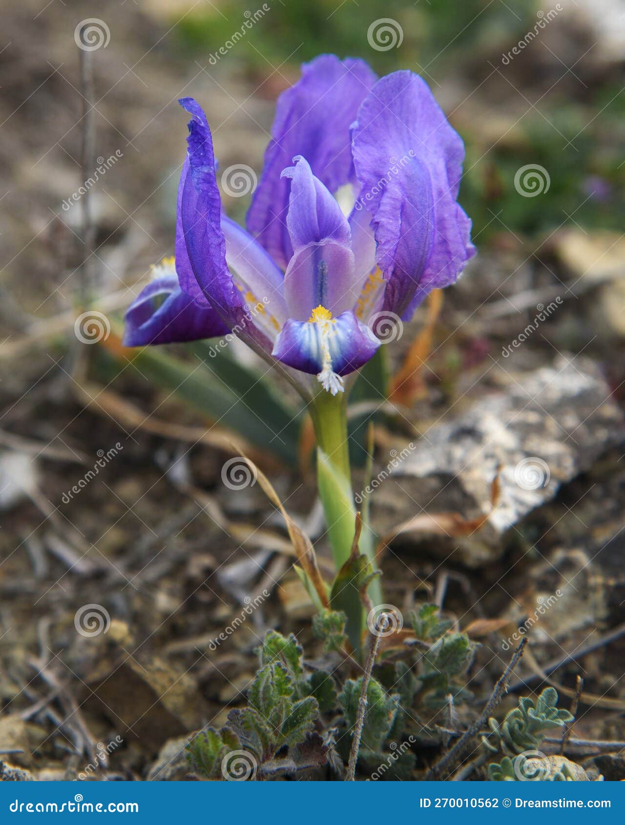 Purple Dwarf Iris Flower or Iris Pumila in Coastal Hills Stock Photo ...