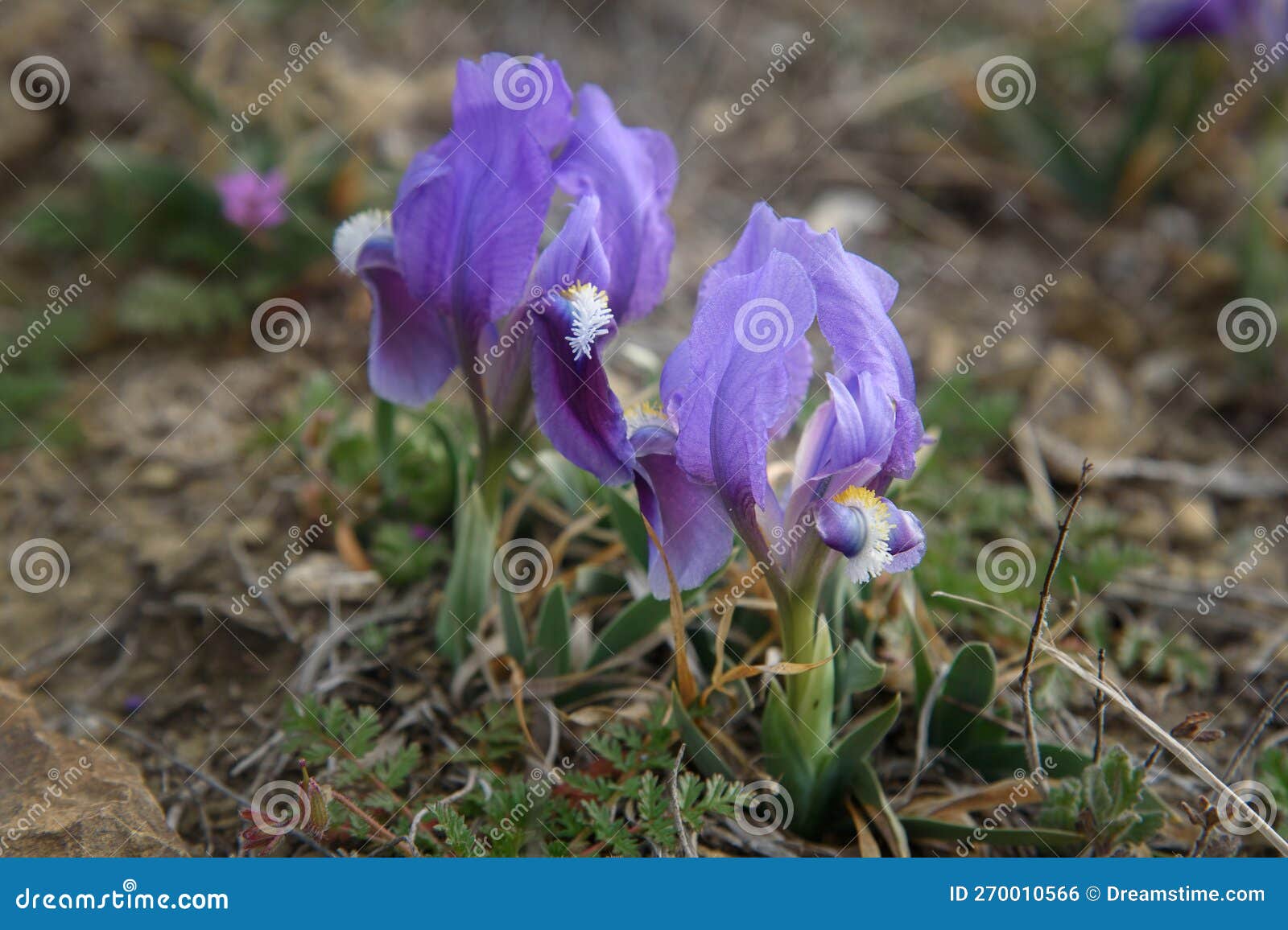 Purple Dwarf Iris Flower or Iris Pumila in Coastal Hills Stock Photo ...
