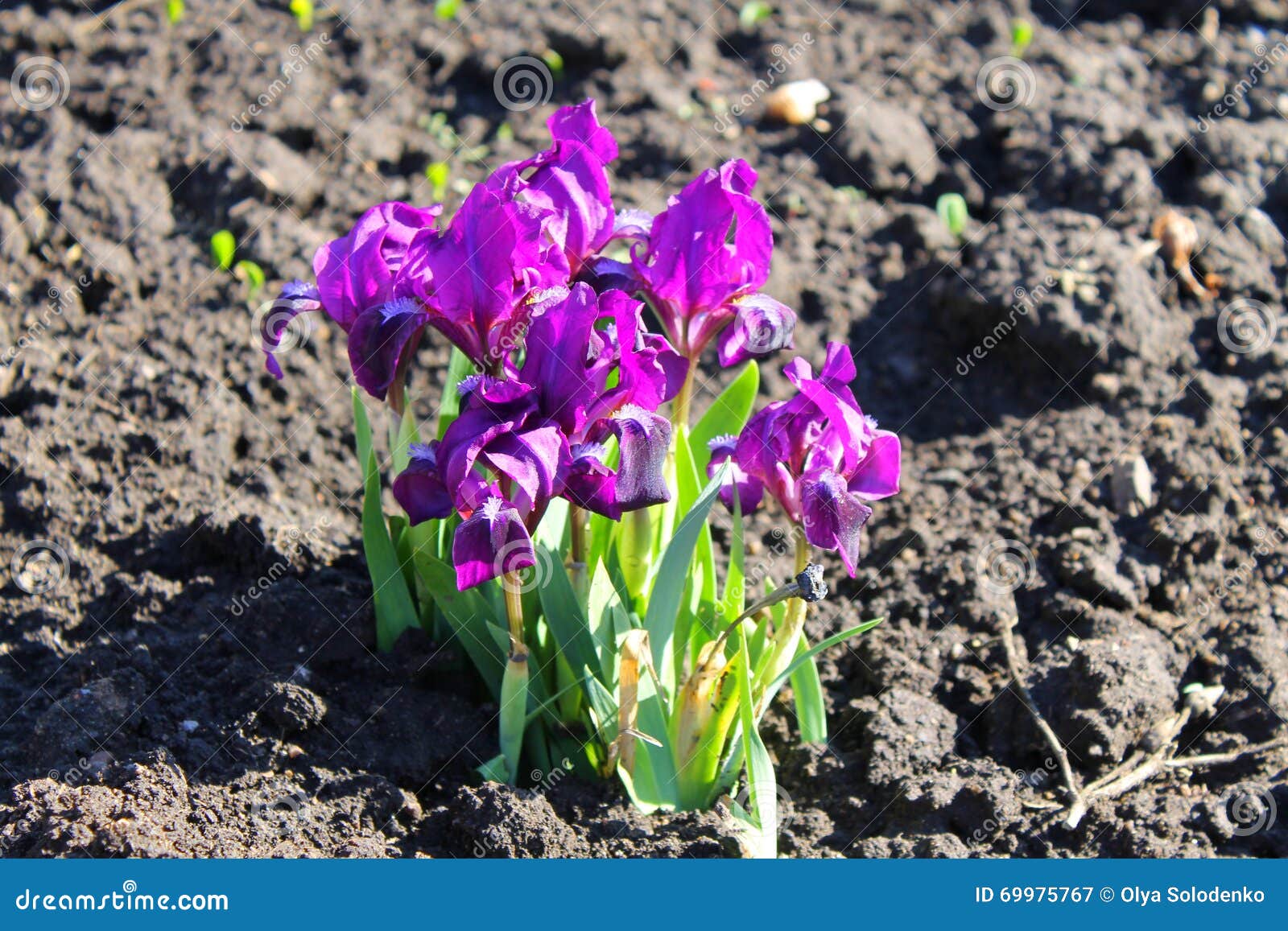 Purple dwarf irises stock image. Image of botany, bright - 69975767