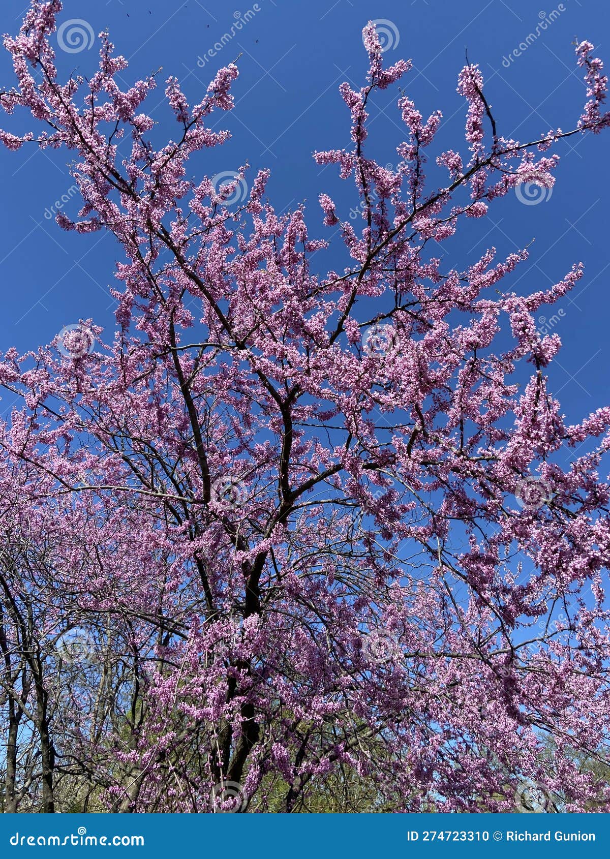 Purple Eastern Redbud Tree and Blue Sky Stock Photo - Image of blossom ...