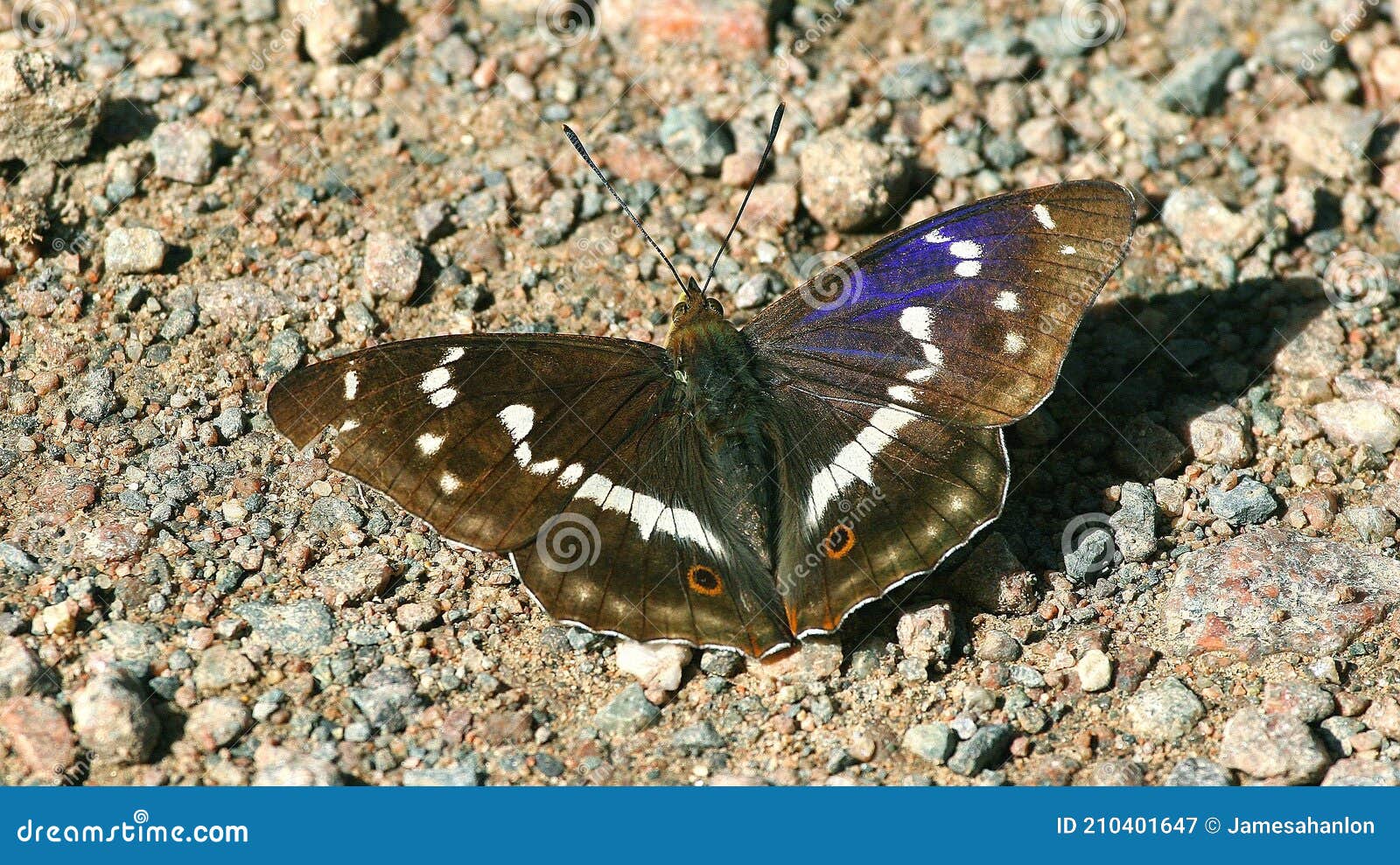 Purple Emperor Apatura Iris Stock Image - Image of purple, apatura ...