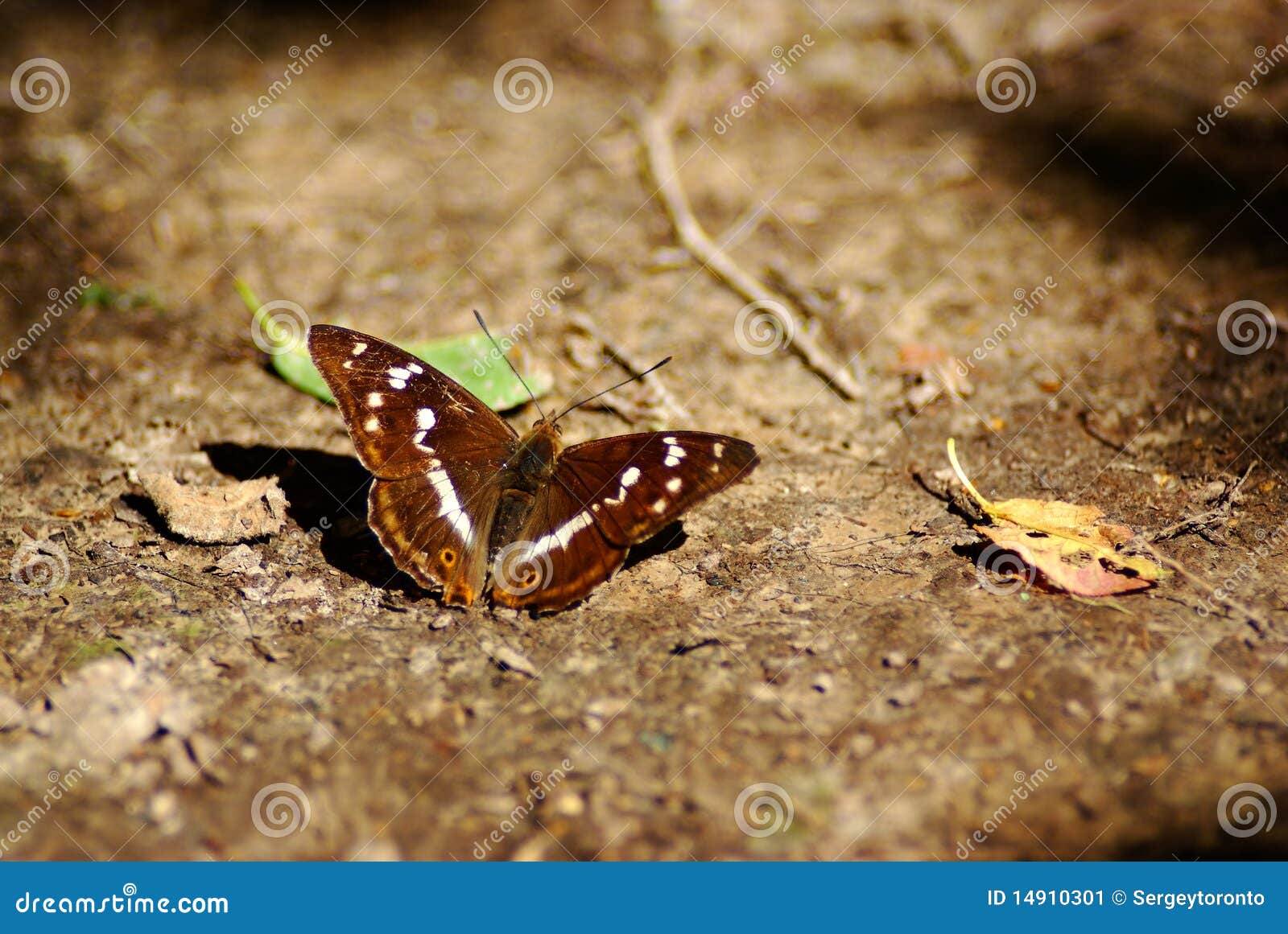 Purple emperor butterfly stock image. Image of fauna - 14910301