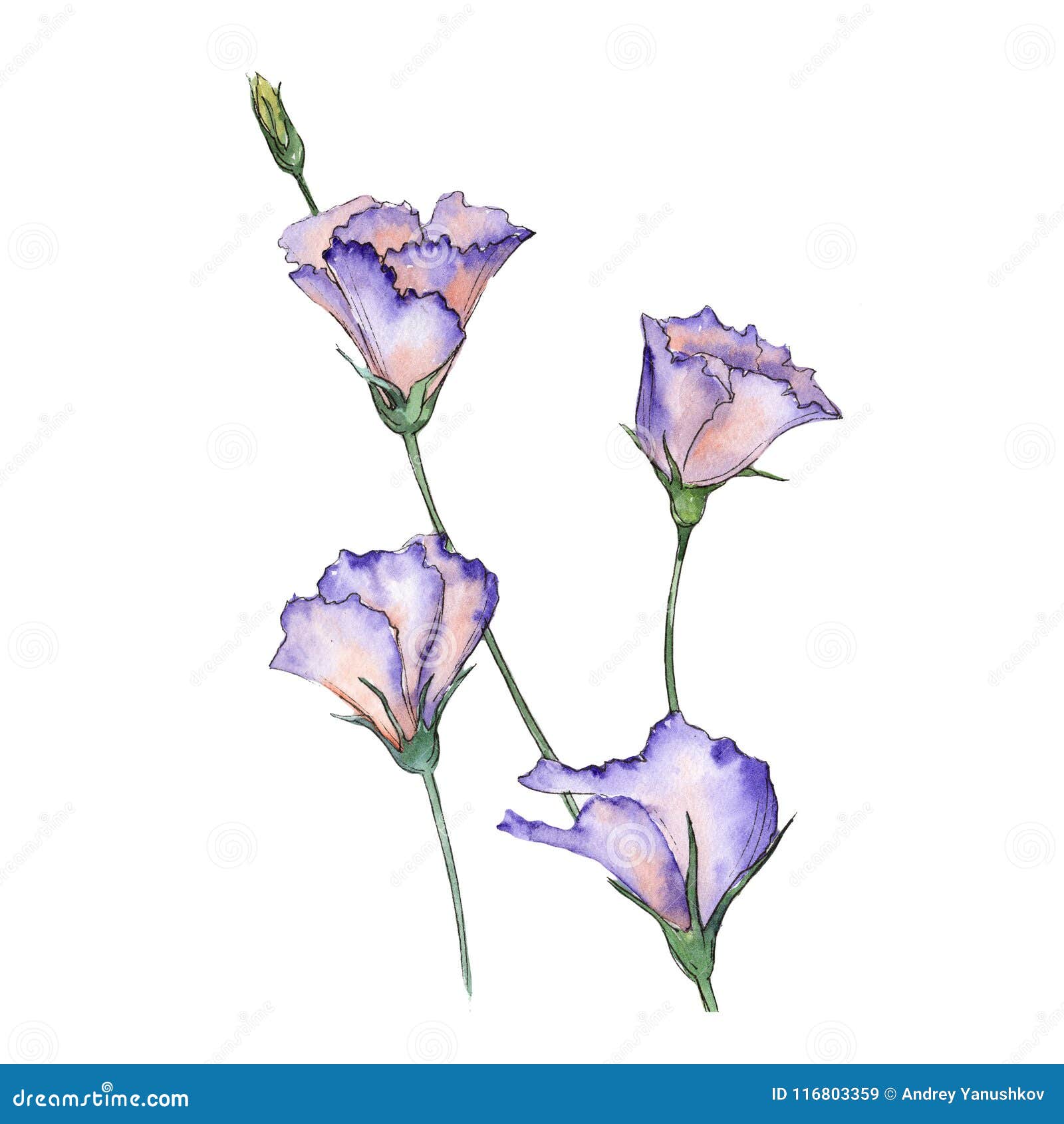 Purple Eustoma Lisianthus Watercolor Painting Royalty-Free Stock Photo ...