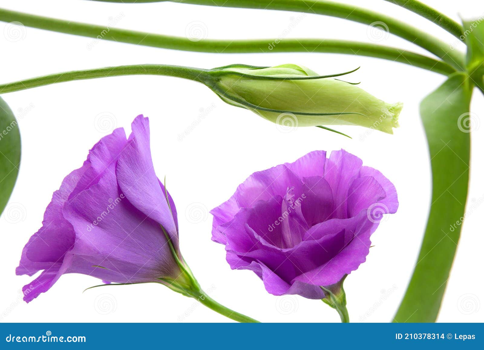 Purple Eustoma Flower on White Stock Photo - Image of flora, blossom ...
