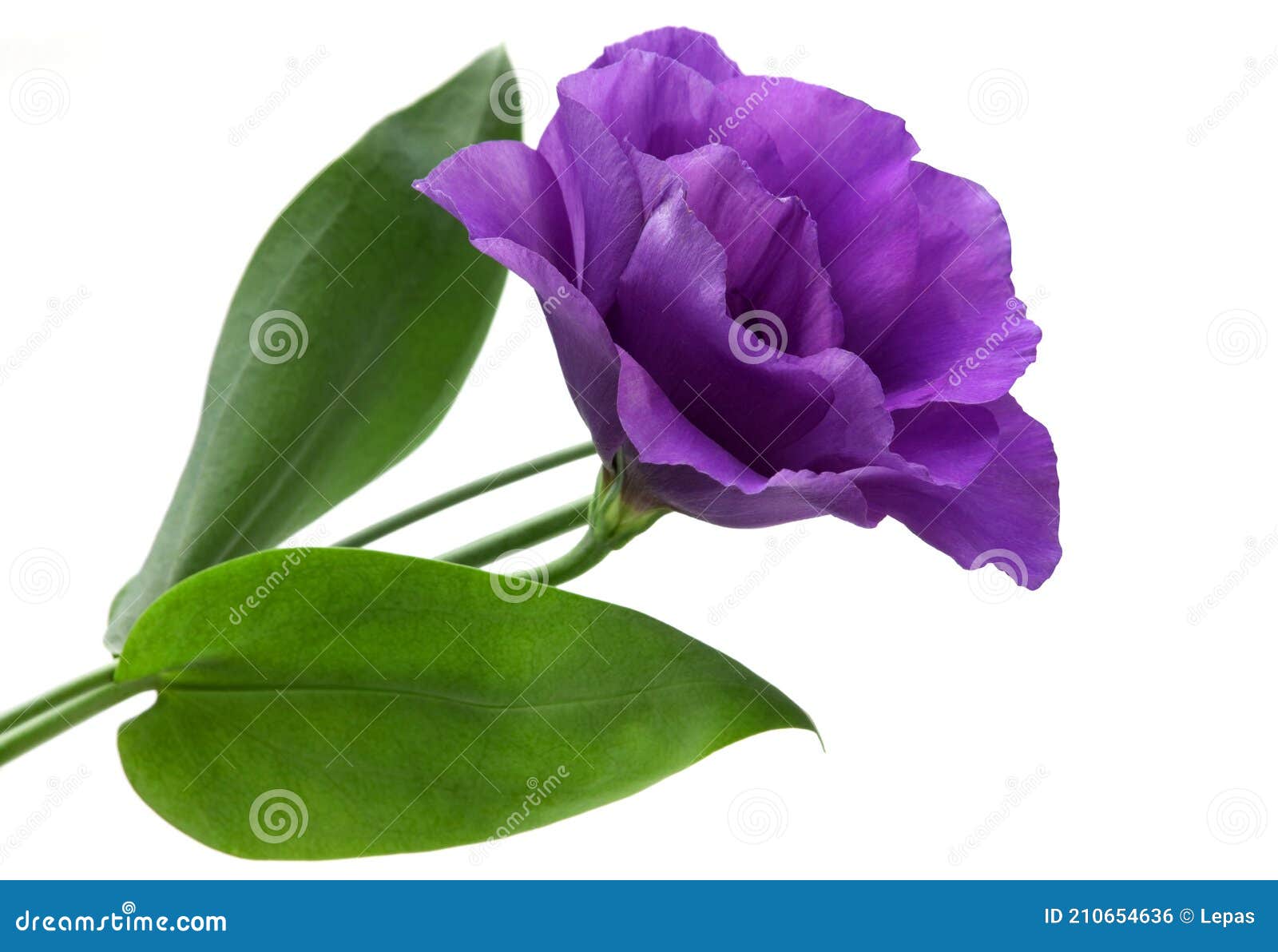 Purple Eustoma Flower on White Stock Photo - Image of blossom, summer ...