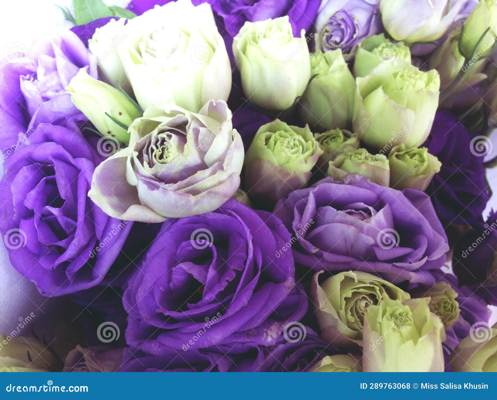 Purple Eustoma Flowers Blooming among the Light Green Buds Stock Photo ...