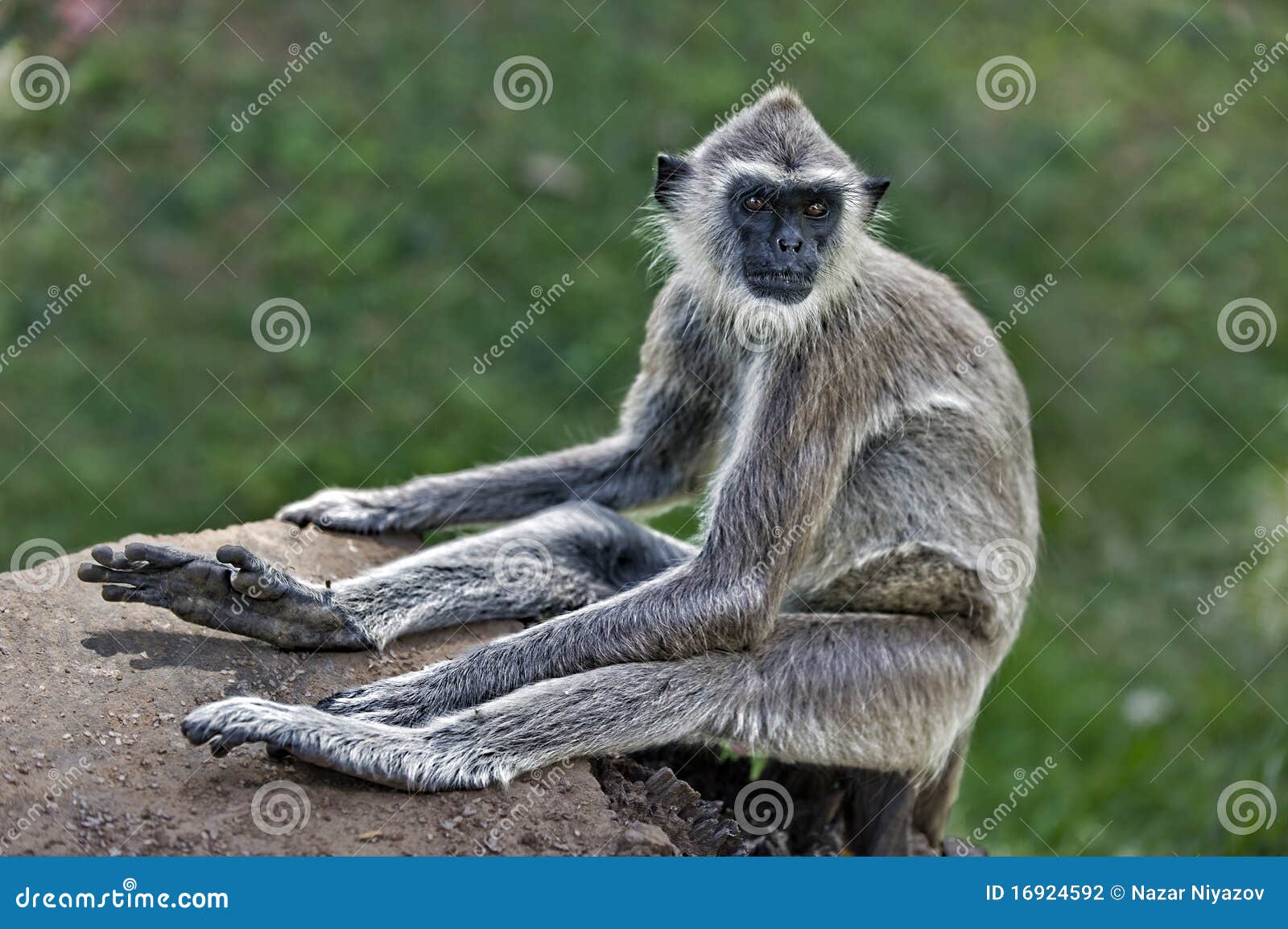 Purple-faced Langur, Trachypithecus Vetulus, Monkey Sitting On The ...