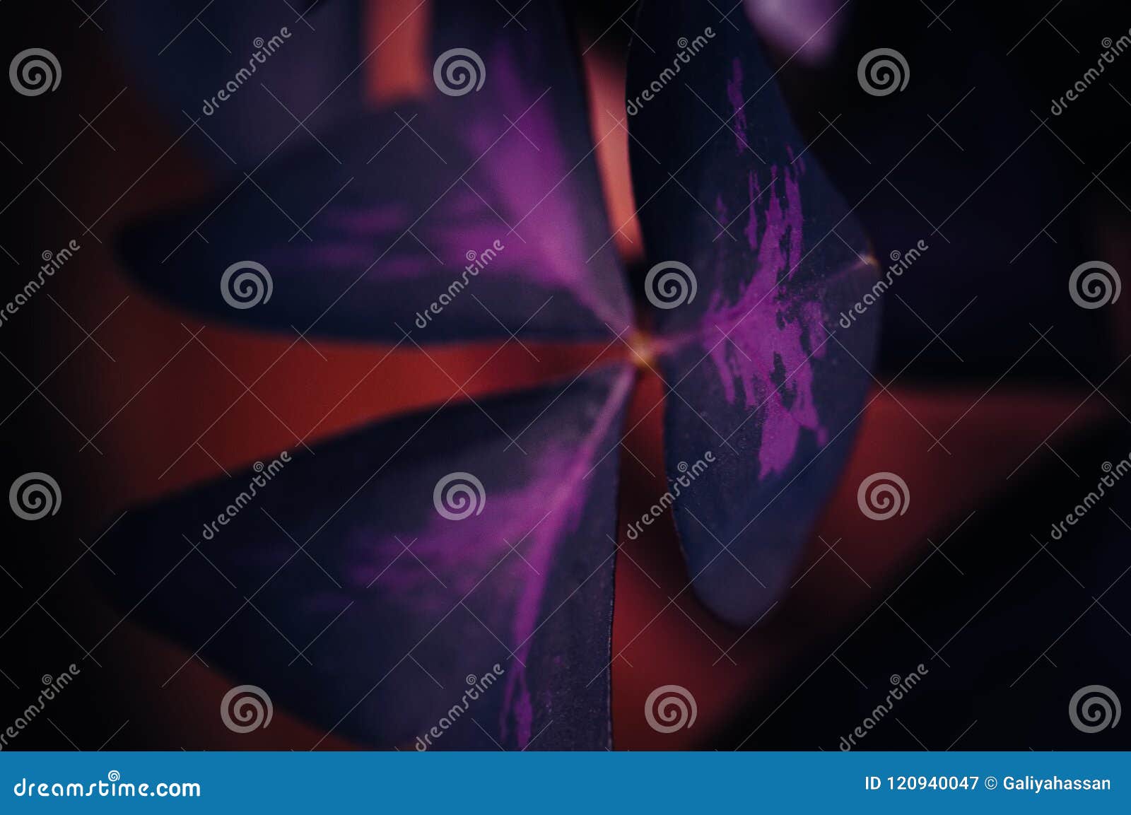 Purple or False Shamrock (Oxalis Triangularis). Natural Background ...