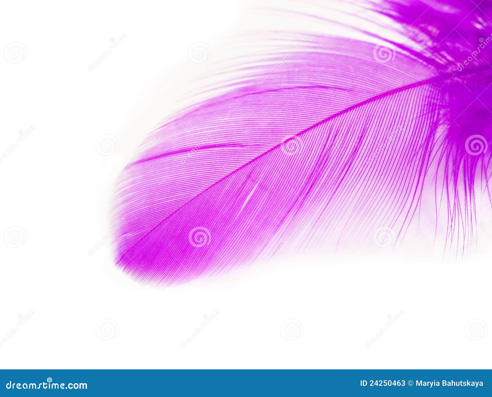 Purple Feather stock image. Image of detail, plume, closeup - 24250463
