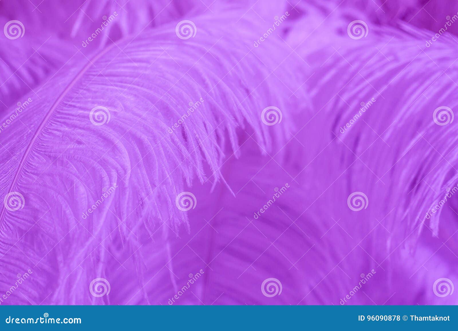 Purple Feather of Bird for Background Stock Photo - Image of horizontal ...