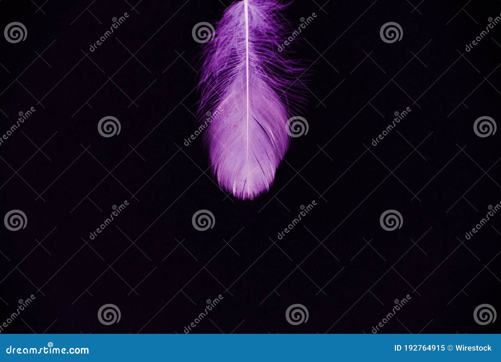 Purple Feather Isolated on a Black Background - Perfect for Wallpaper ...