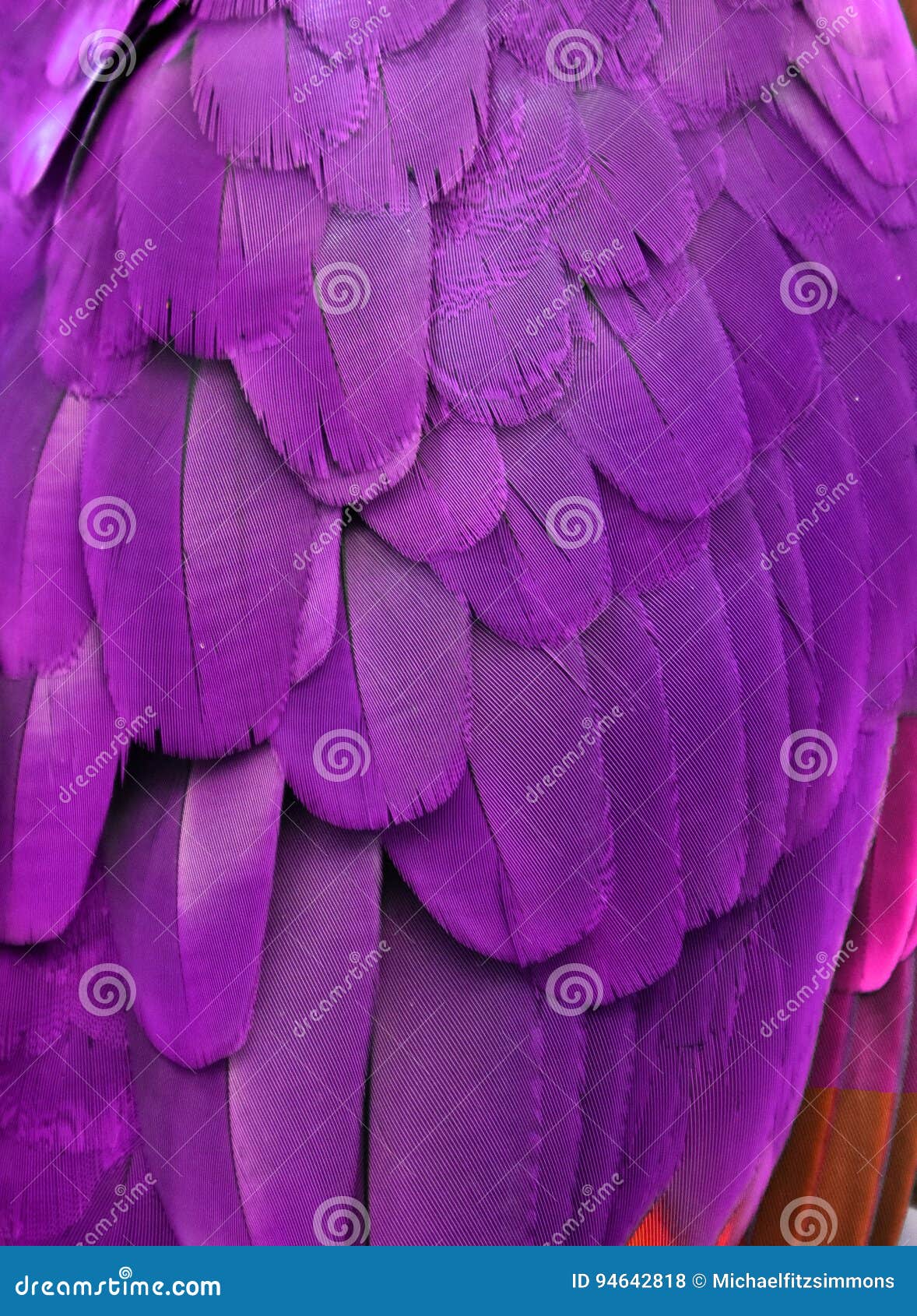 Purple Feathers stock photo. Image of macaw, parrot, nature - 94642818