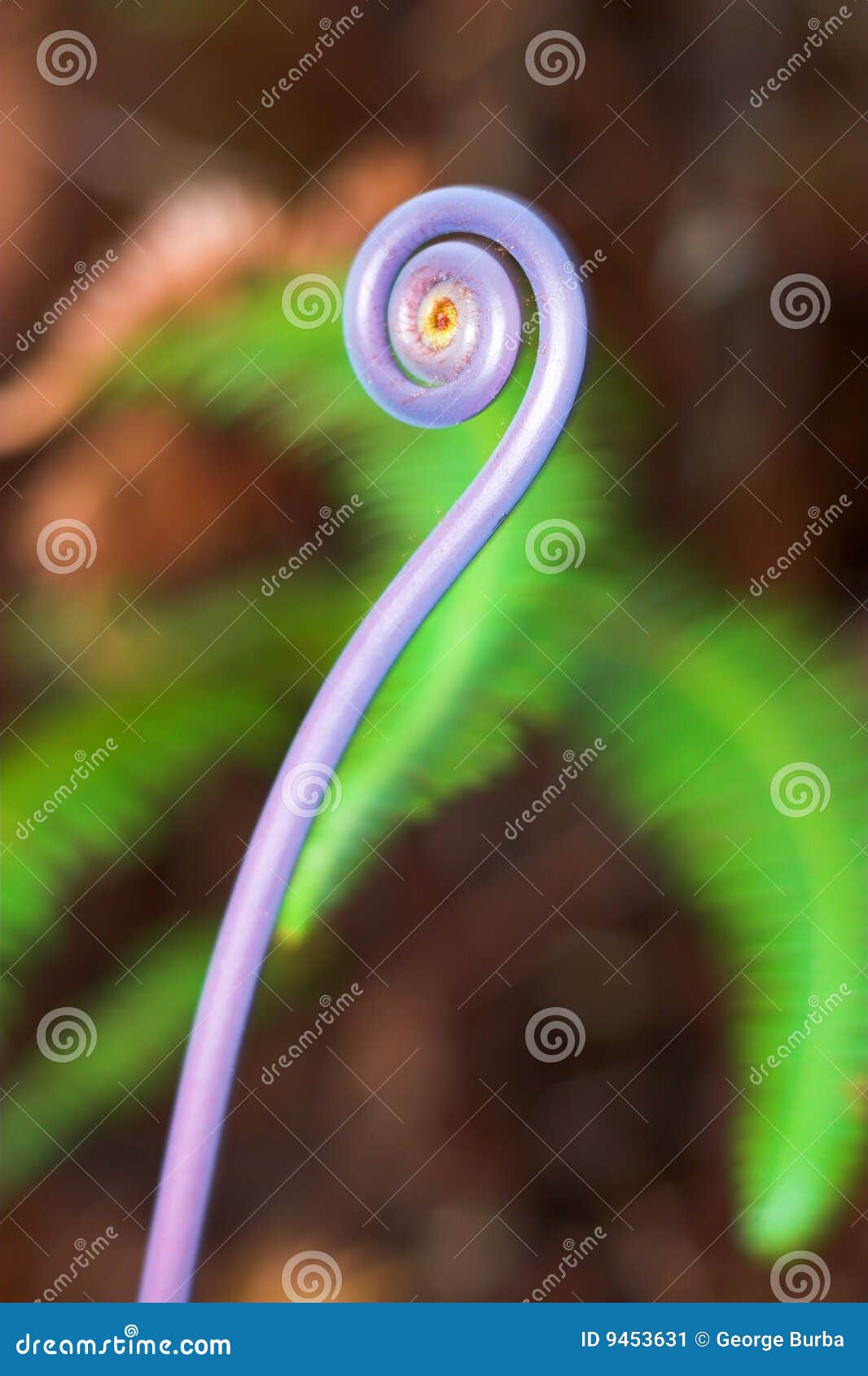 Purple fern shoot stock image. Image of fern, vine, hawaii - 9453631