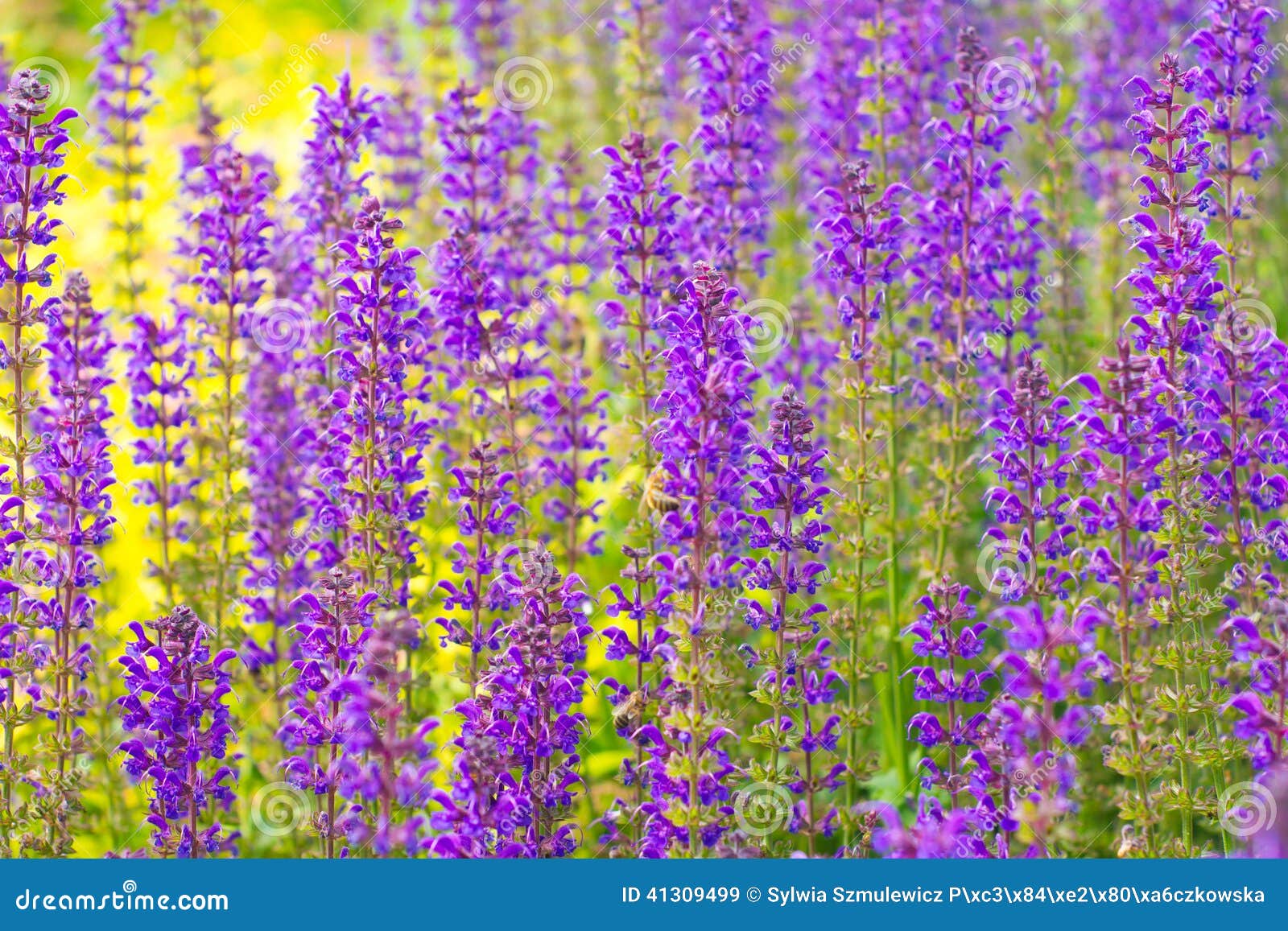 Purple field stock image. Image of flower, herbal, field - 41309499