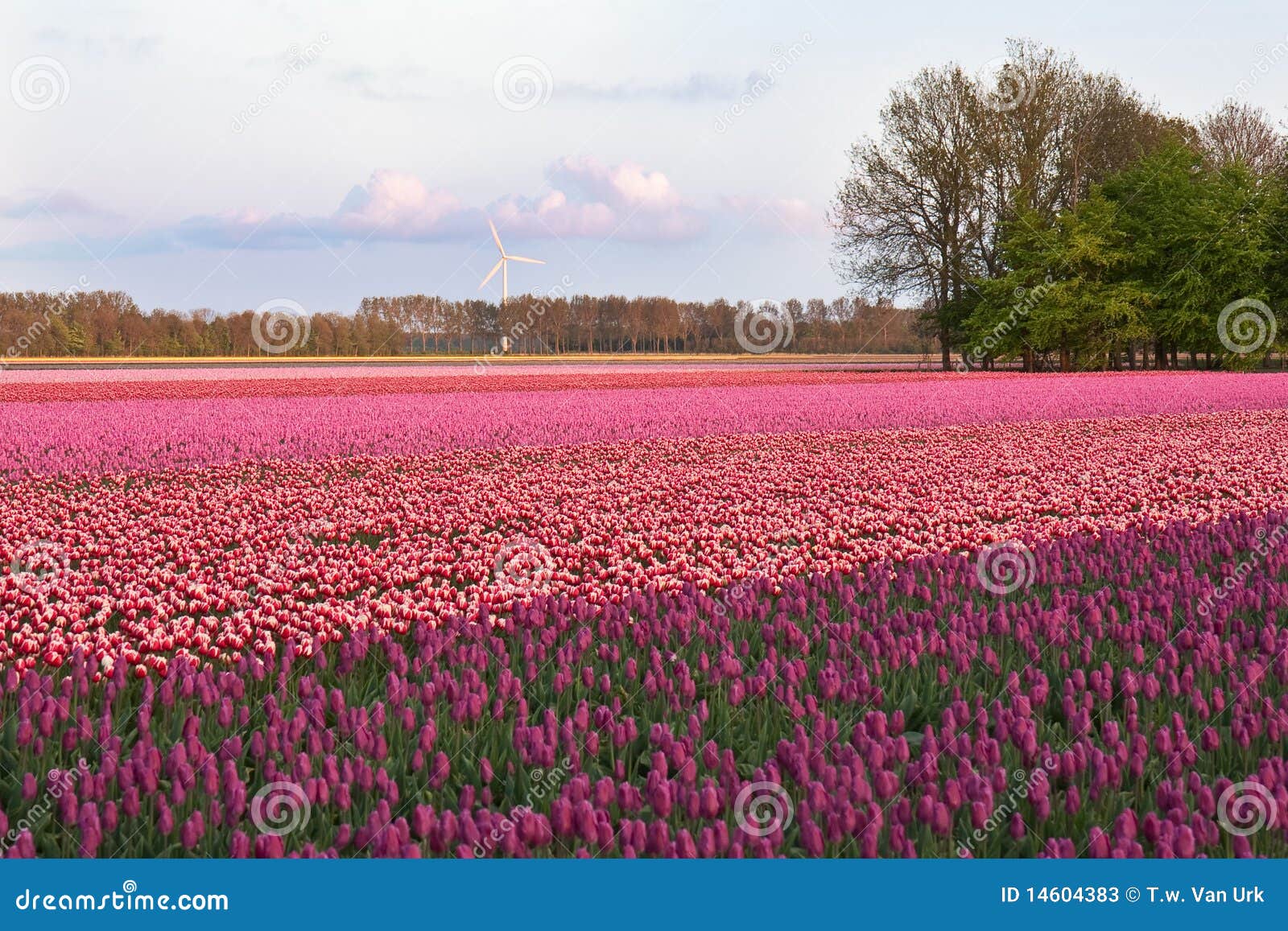 Purple Field Flowers Stock Photography | CartoonDealer.com #77031926