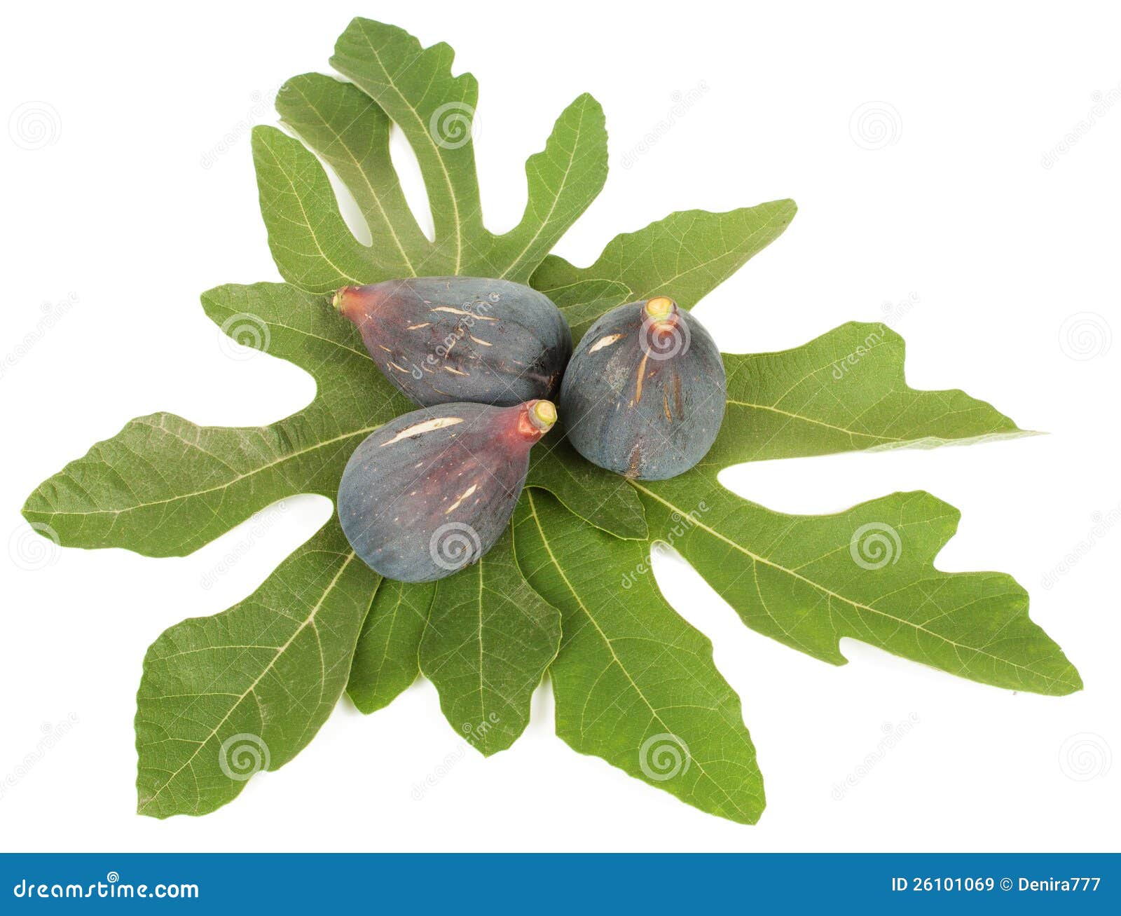 Purple fig stock image. Image of edible, macro, dessert - 26101069