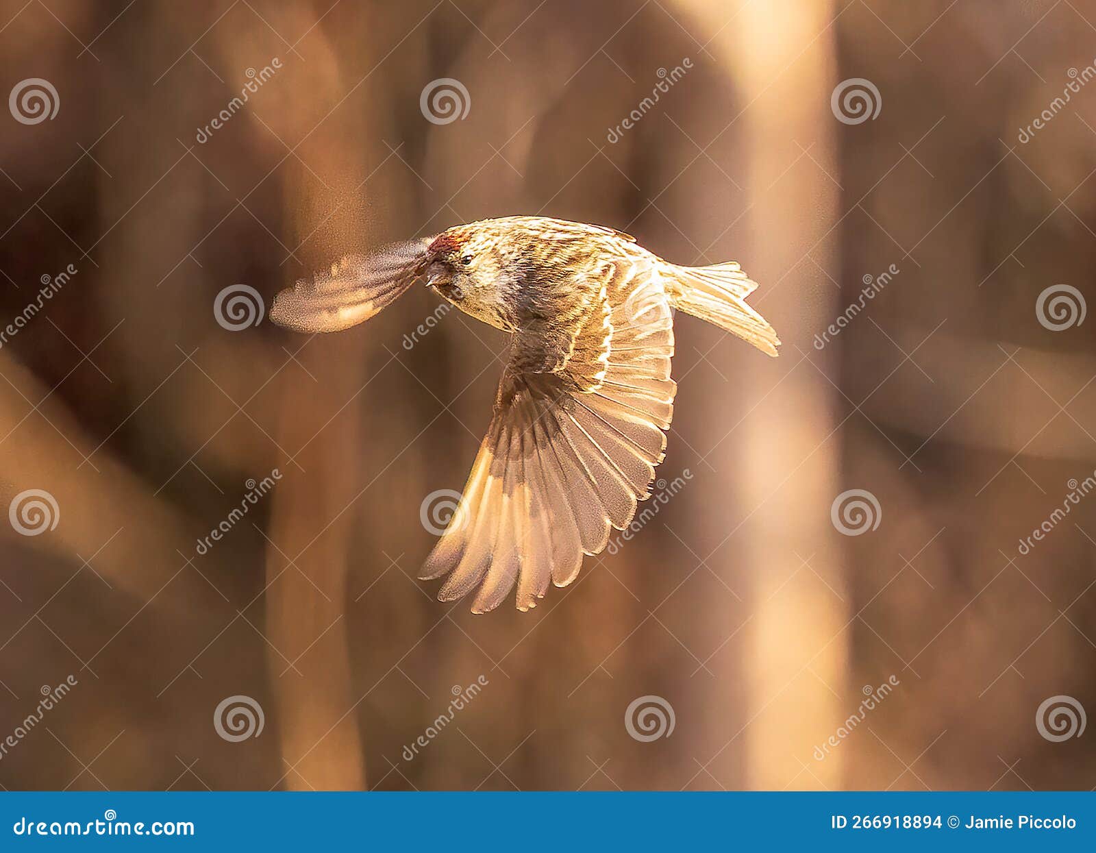 Purple finch in flight stock photo. Image of purple - 266918894