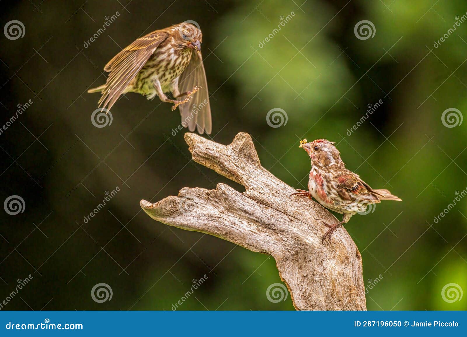 Purple Finches Flying and Perched Stock Photo - Image of leaf, wildlife ...