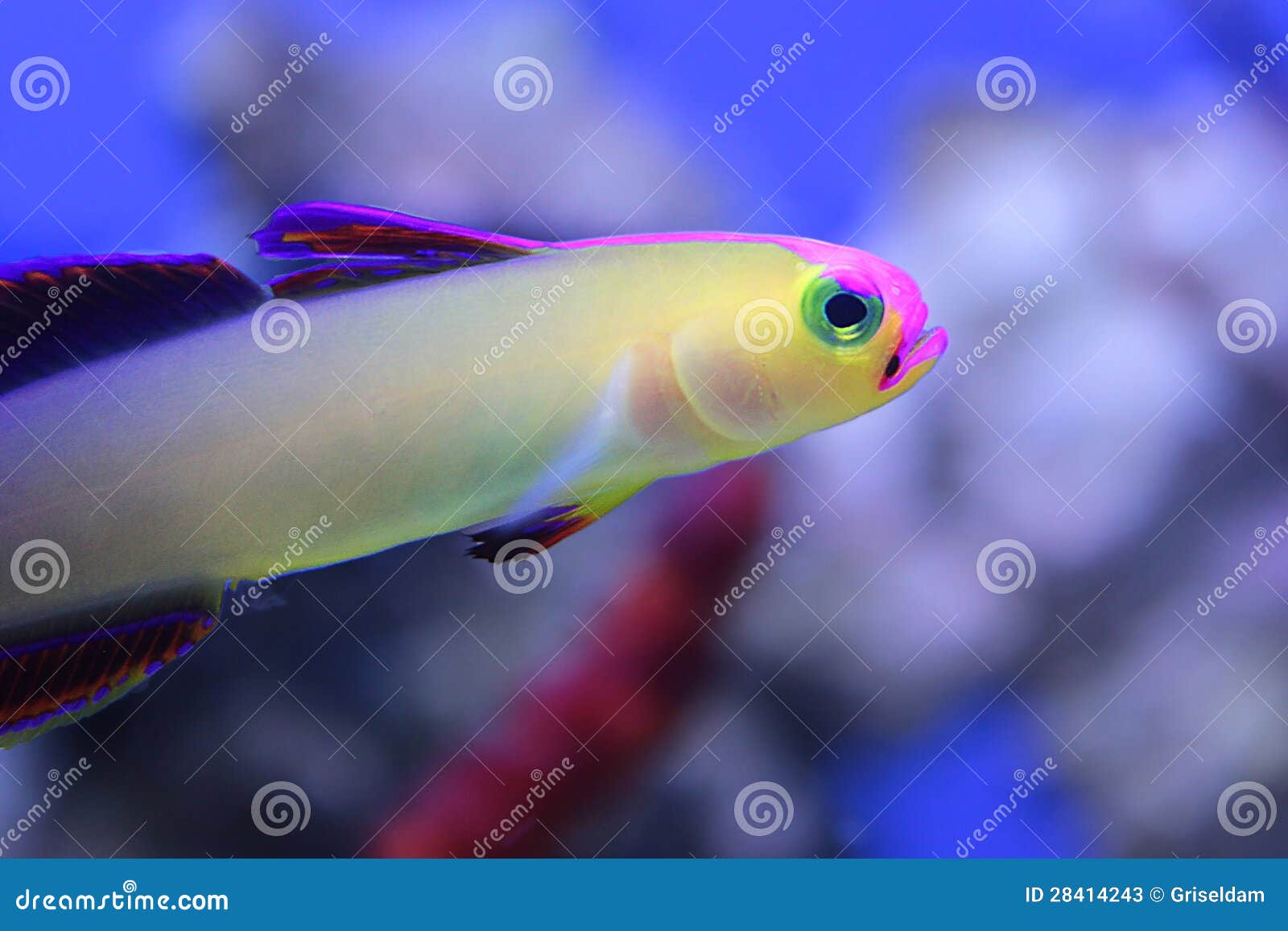 Purple firefish stock image. Image of purple, fire, yellow - 28414243