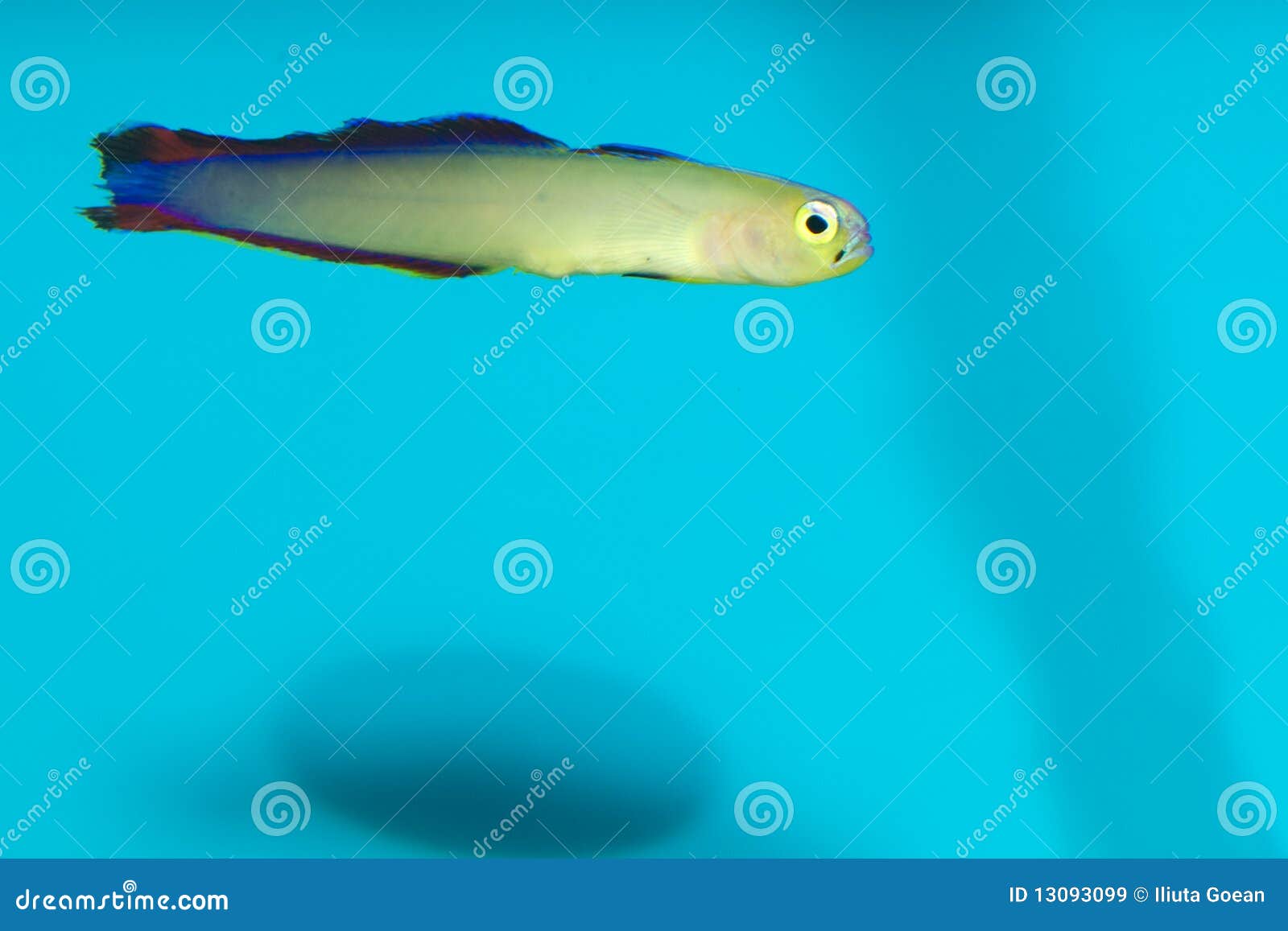 Purple Firefish in Aquarium Stock Image - Image of nemateleotris ...