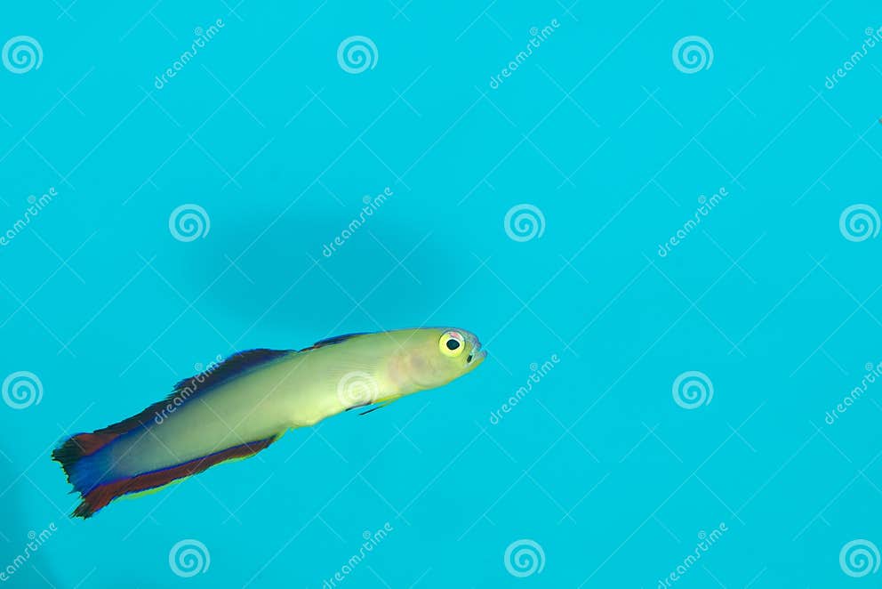 Purple Firefish in Aquarium Stock Photo - Image of water, aquarium ...