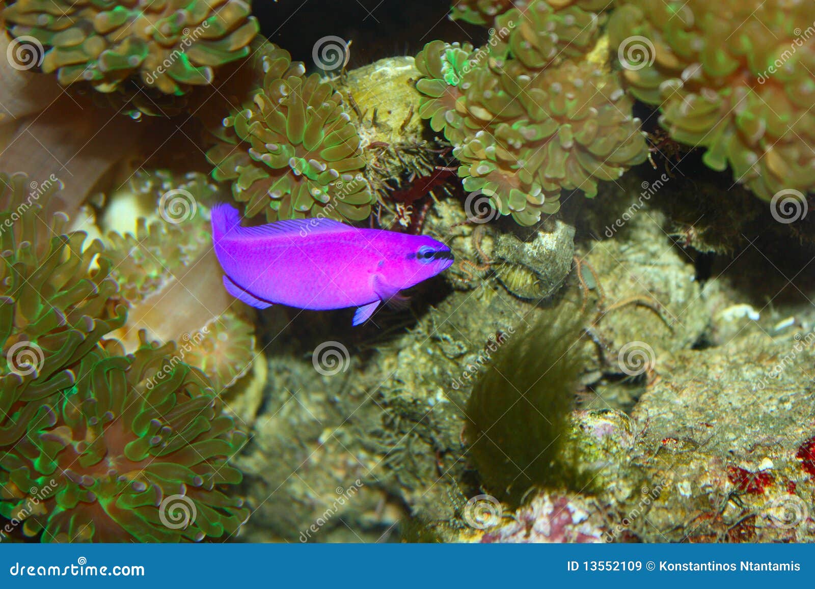 Purple fish stock image. Image of coral, marine, corals - 13552109
